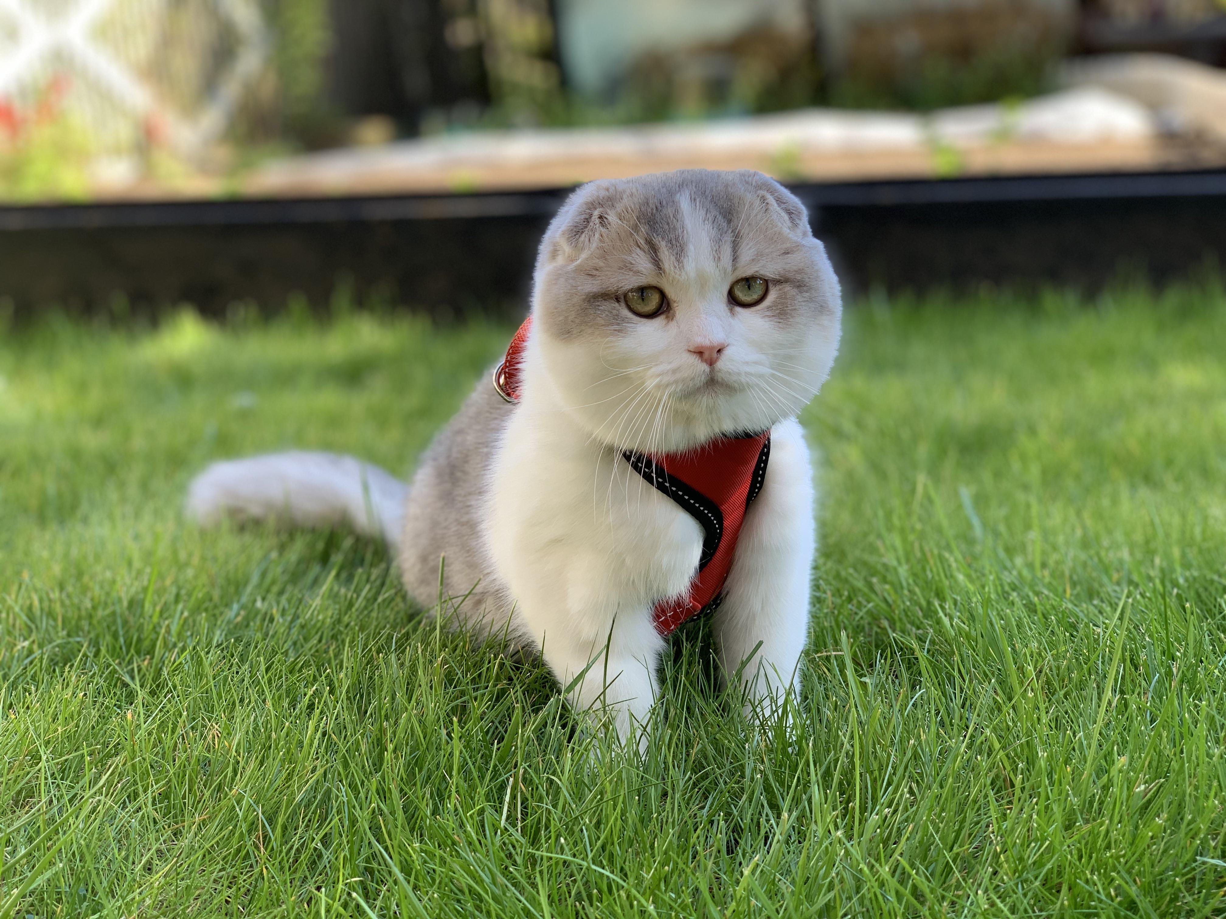 Reddit meet AJ, newest member of our family | Scrolller