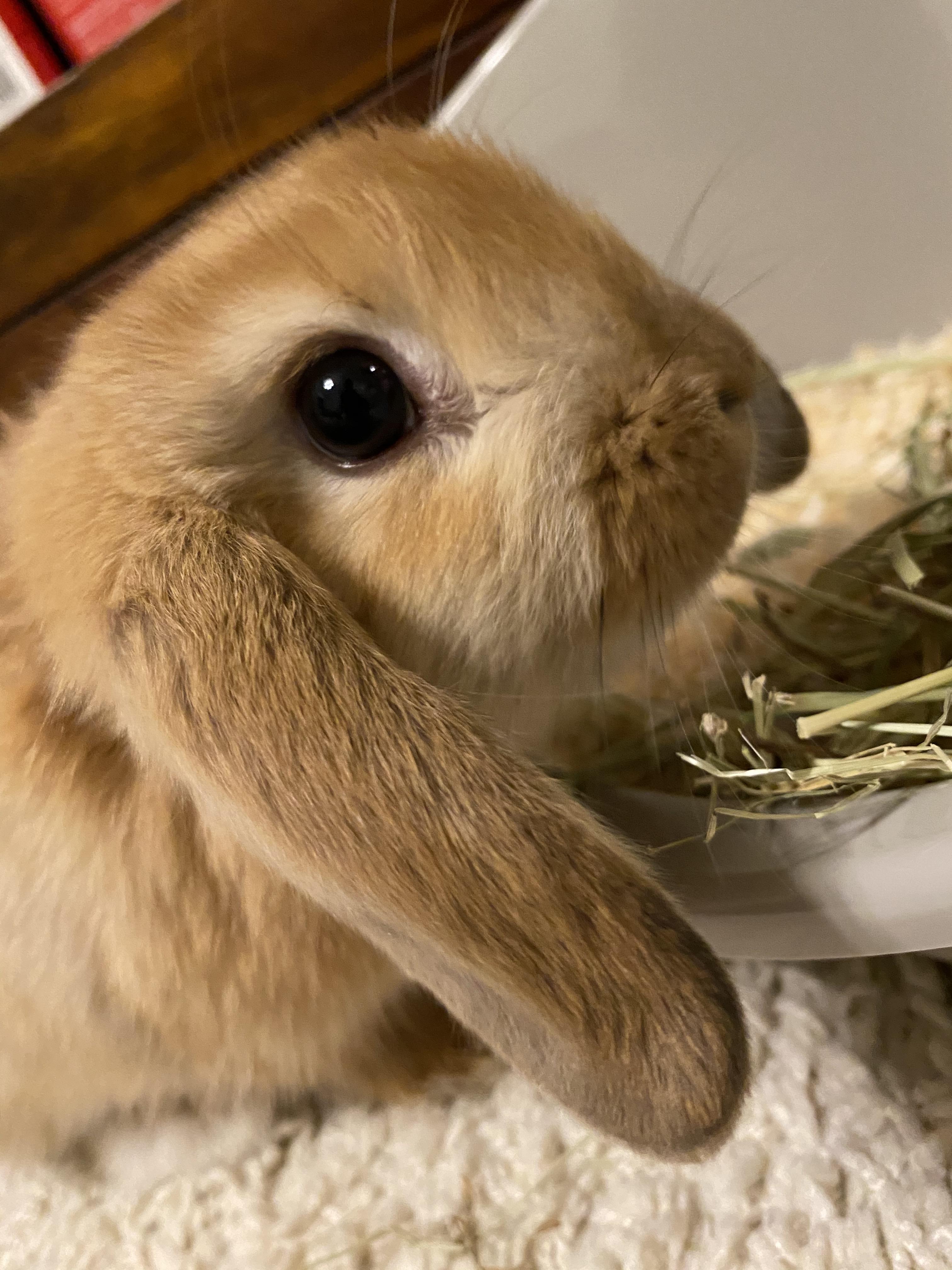 Reddit, meet Arnold | Scrolller