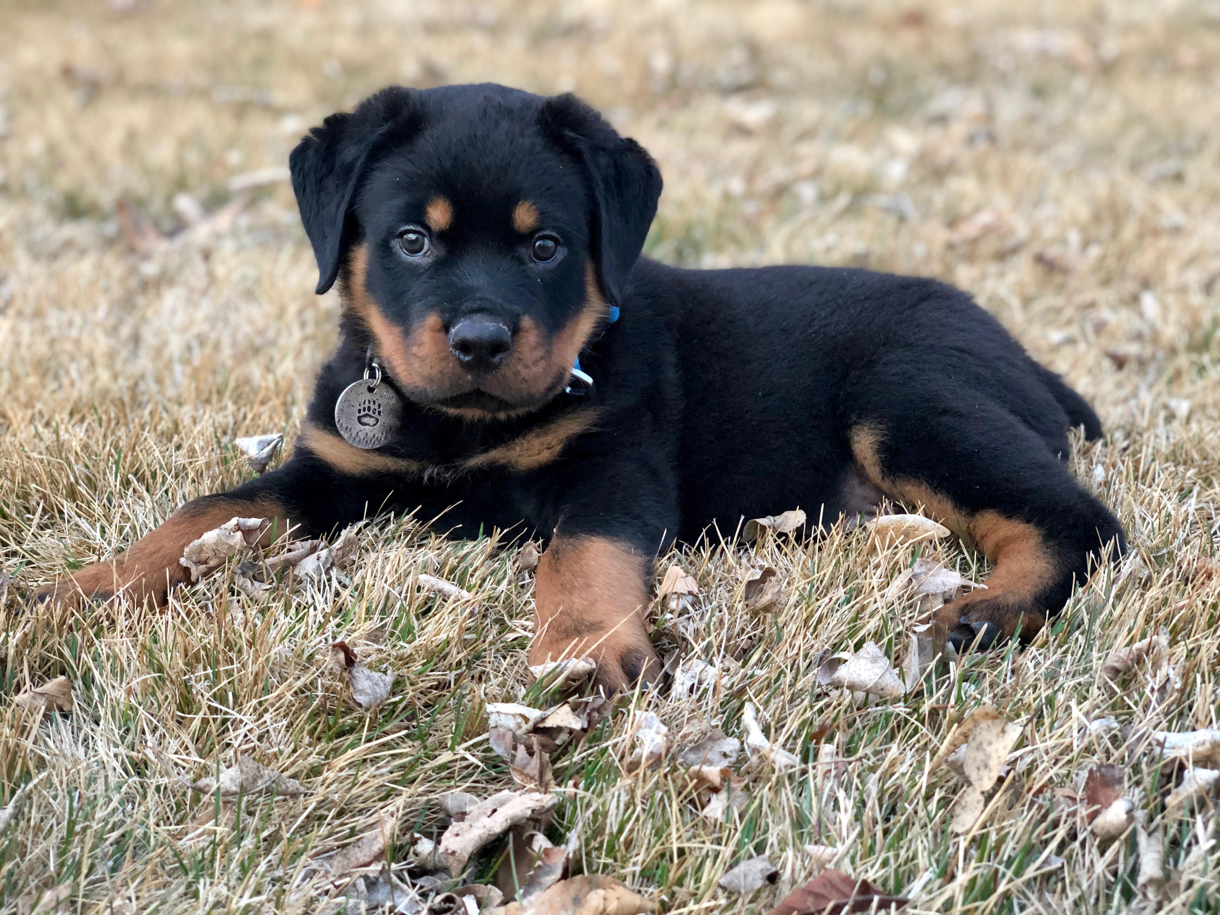 Reddit, meet Bear. | Scrolller