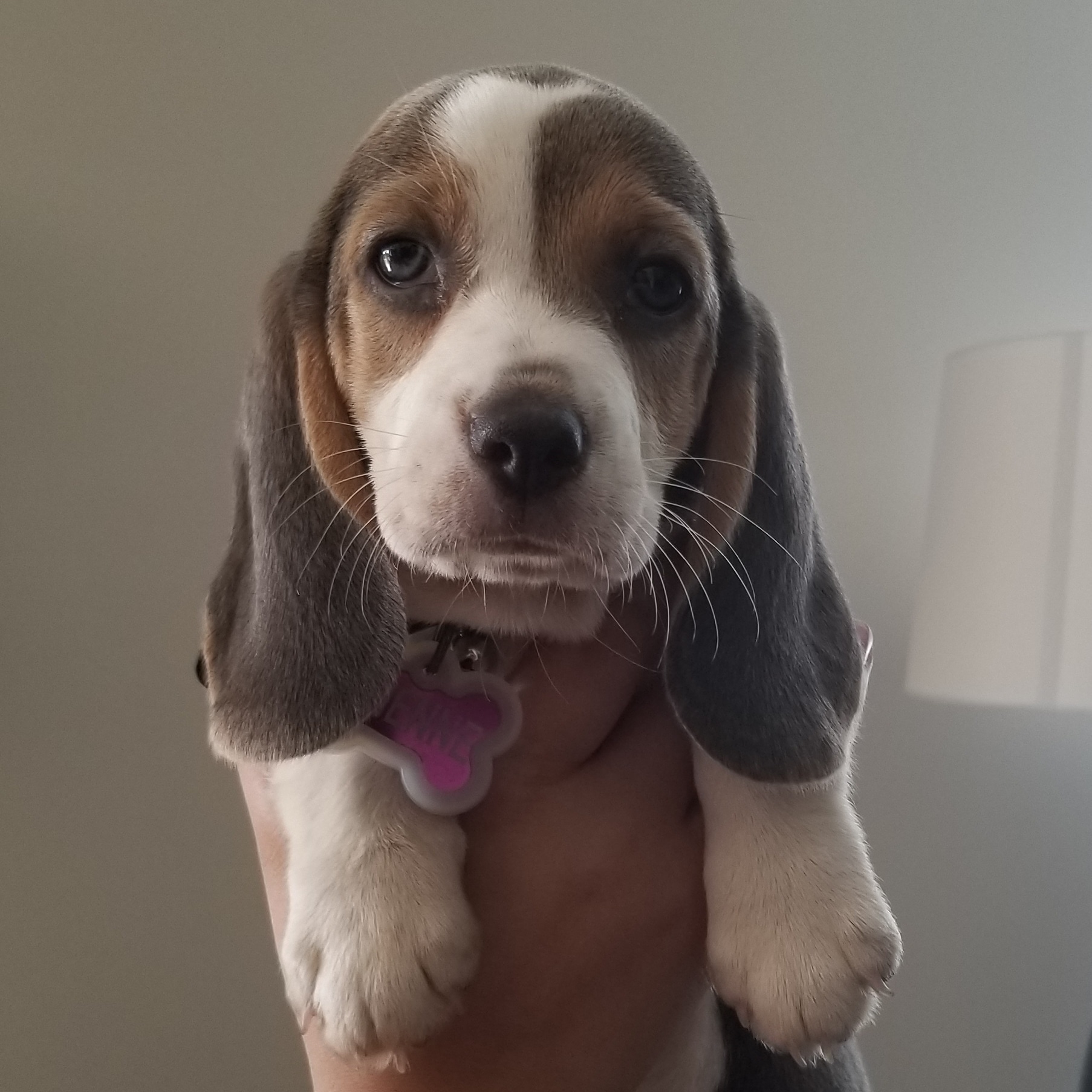 Reddit, meet Brienne! Our 3rd blue Beagle baby! | Scrolller