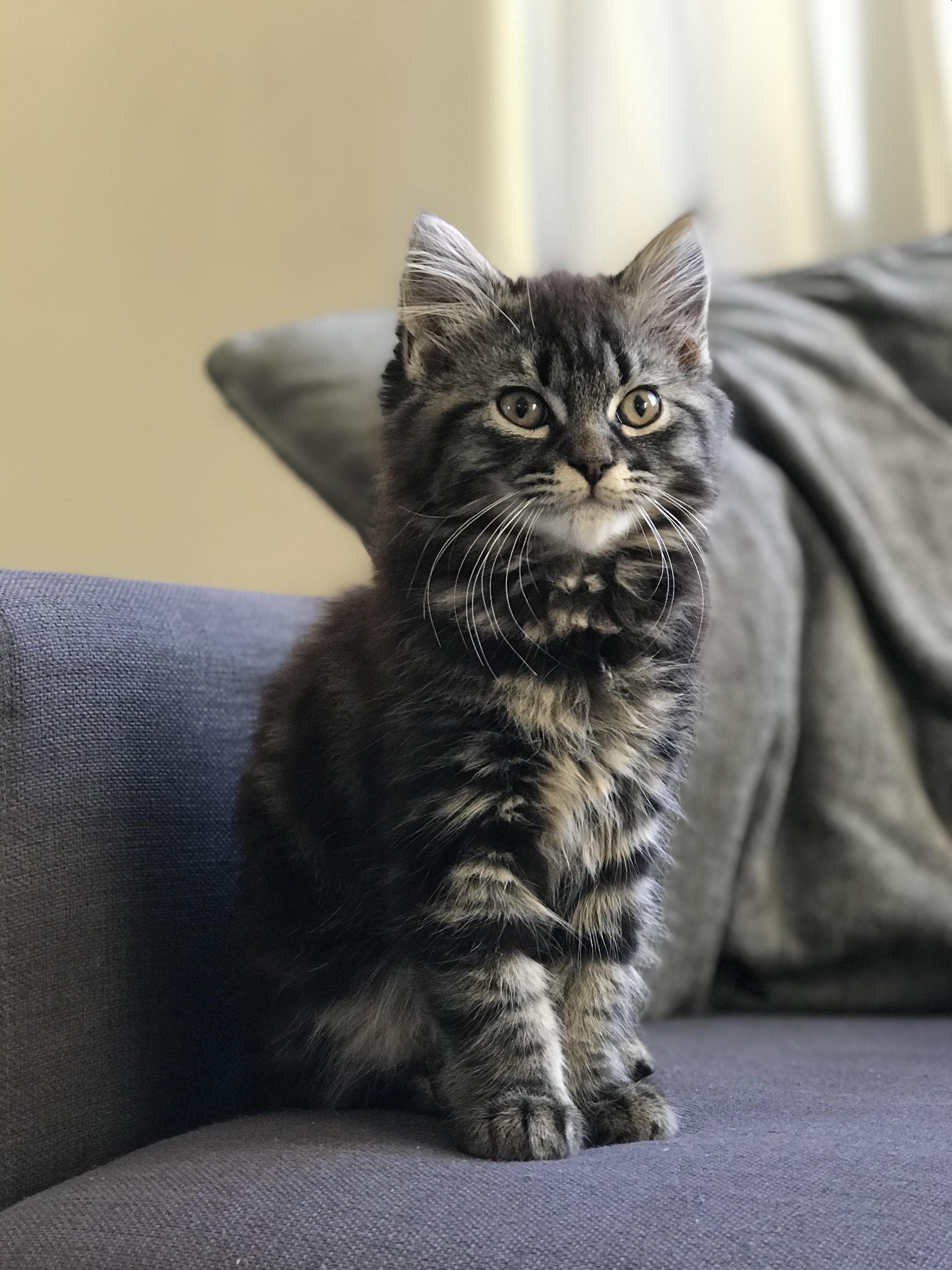 Reddit, meet Milo! | Scrolller