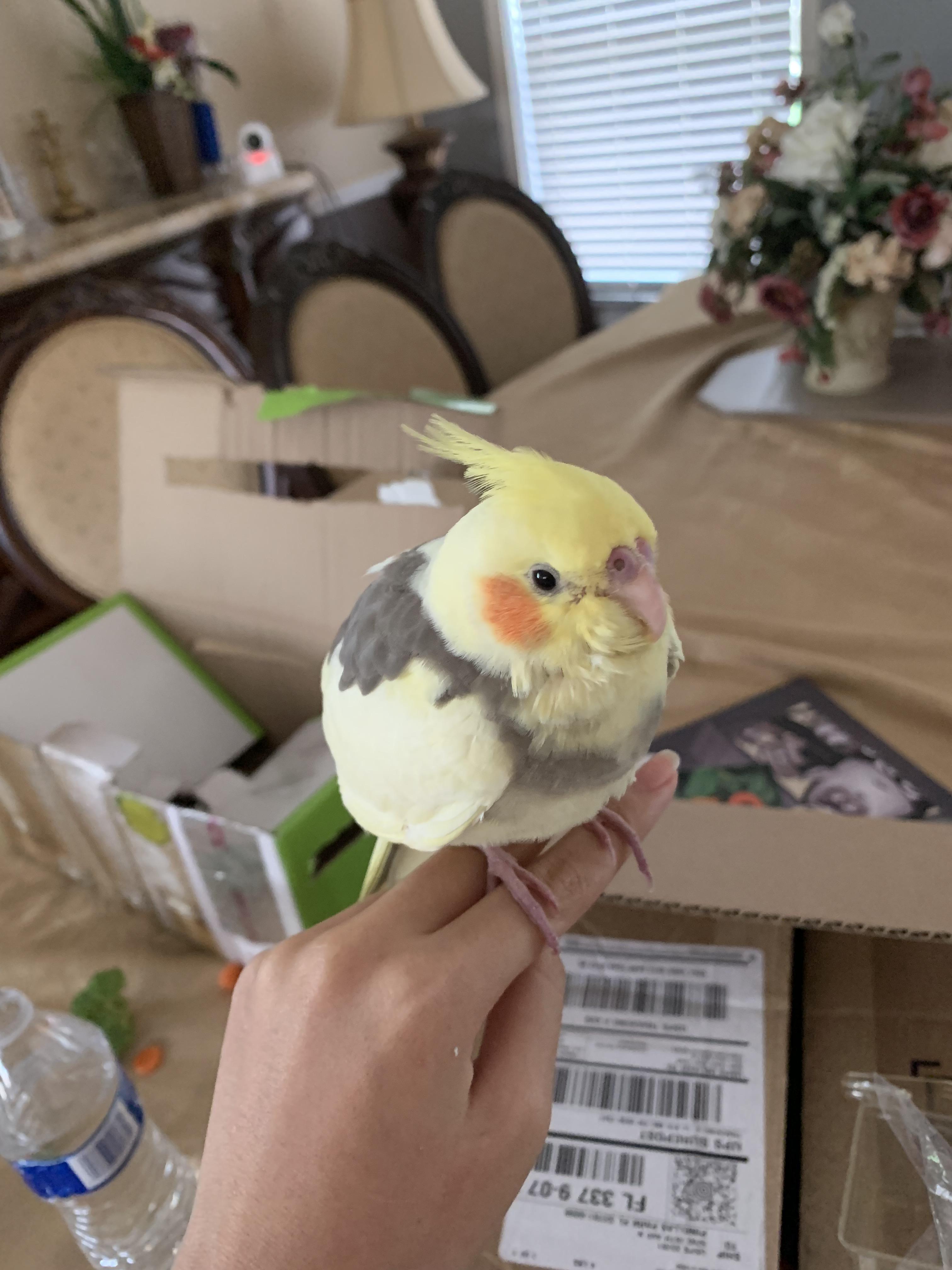 Reddit meet Nugget | Scrolller