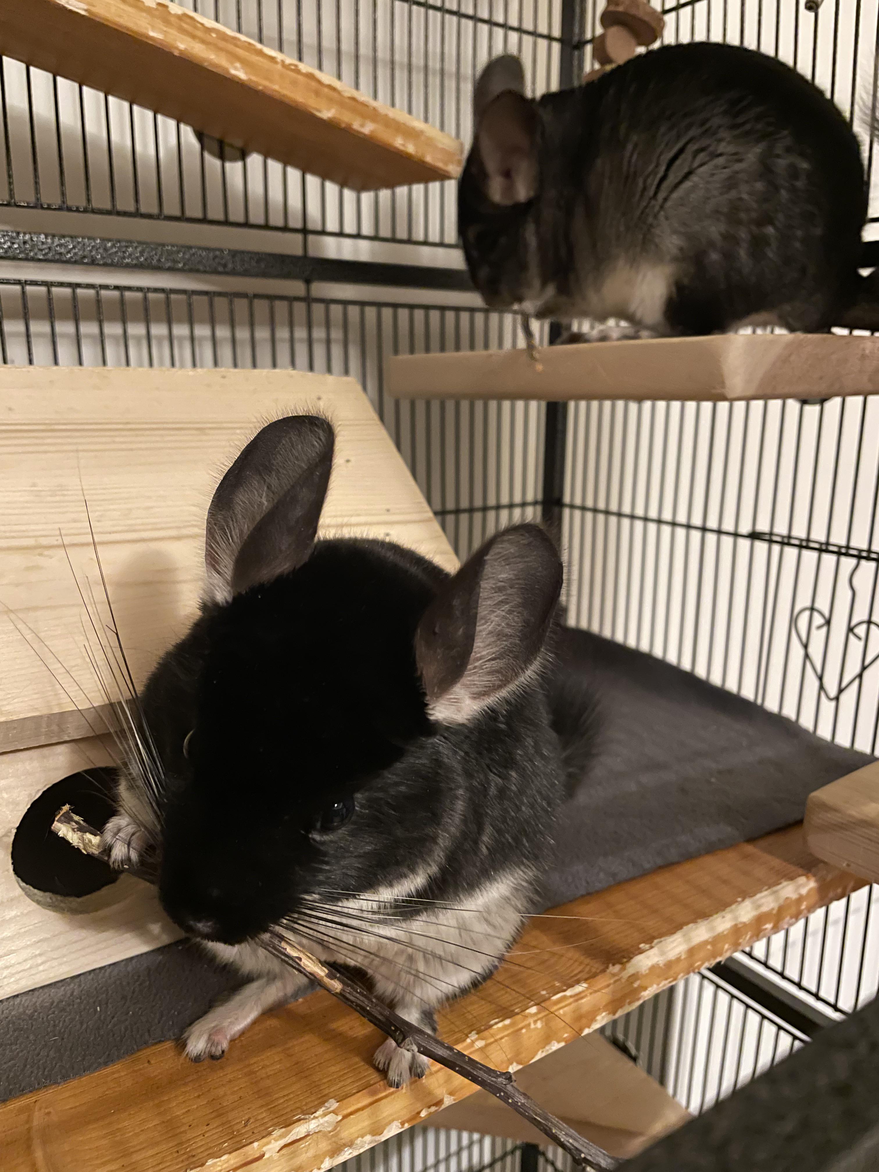 Reddit, meet Pikachu and Maru! | Scrolller