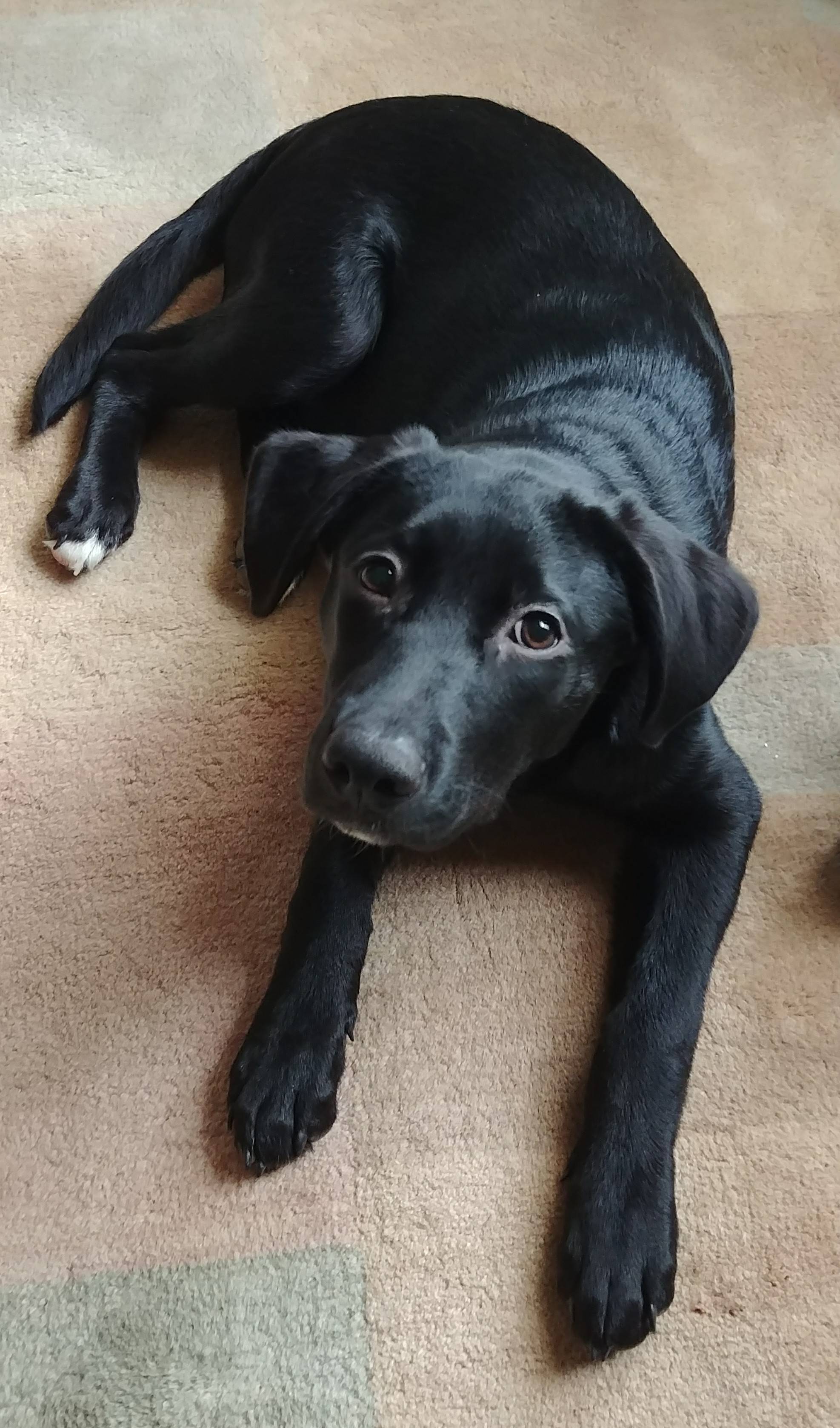 Reddit meet Reptar | Scrolller