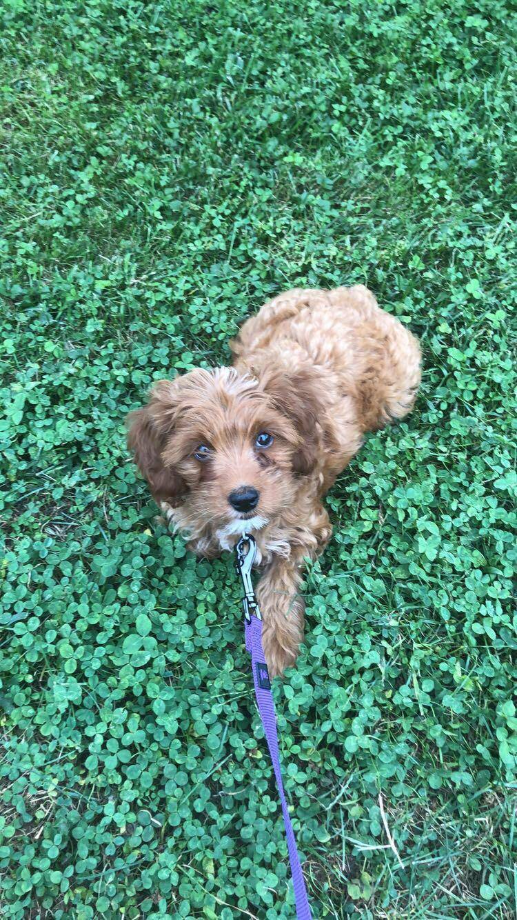 reddit, meet winifred, my 12 week old cockapoo baby! | Scrolller
