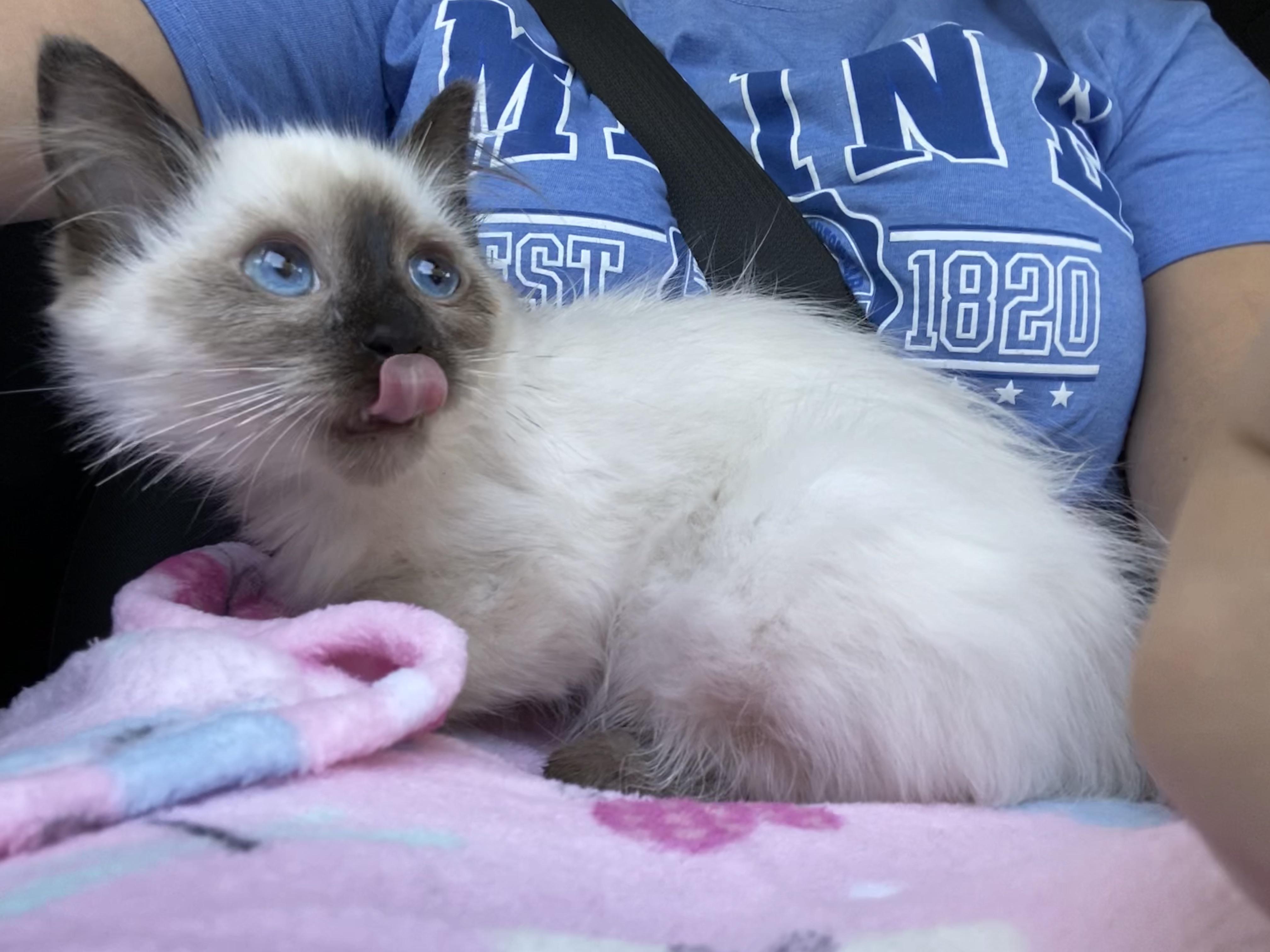 Reddit meet Ziva and her mlem | Scrolller