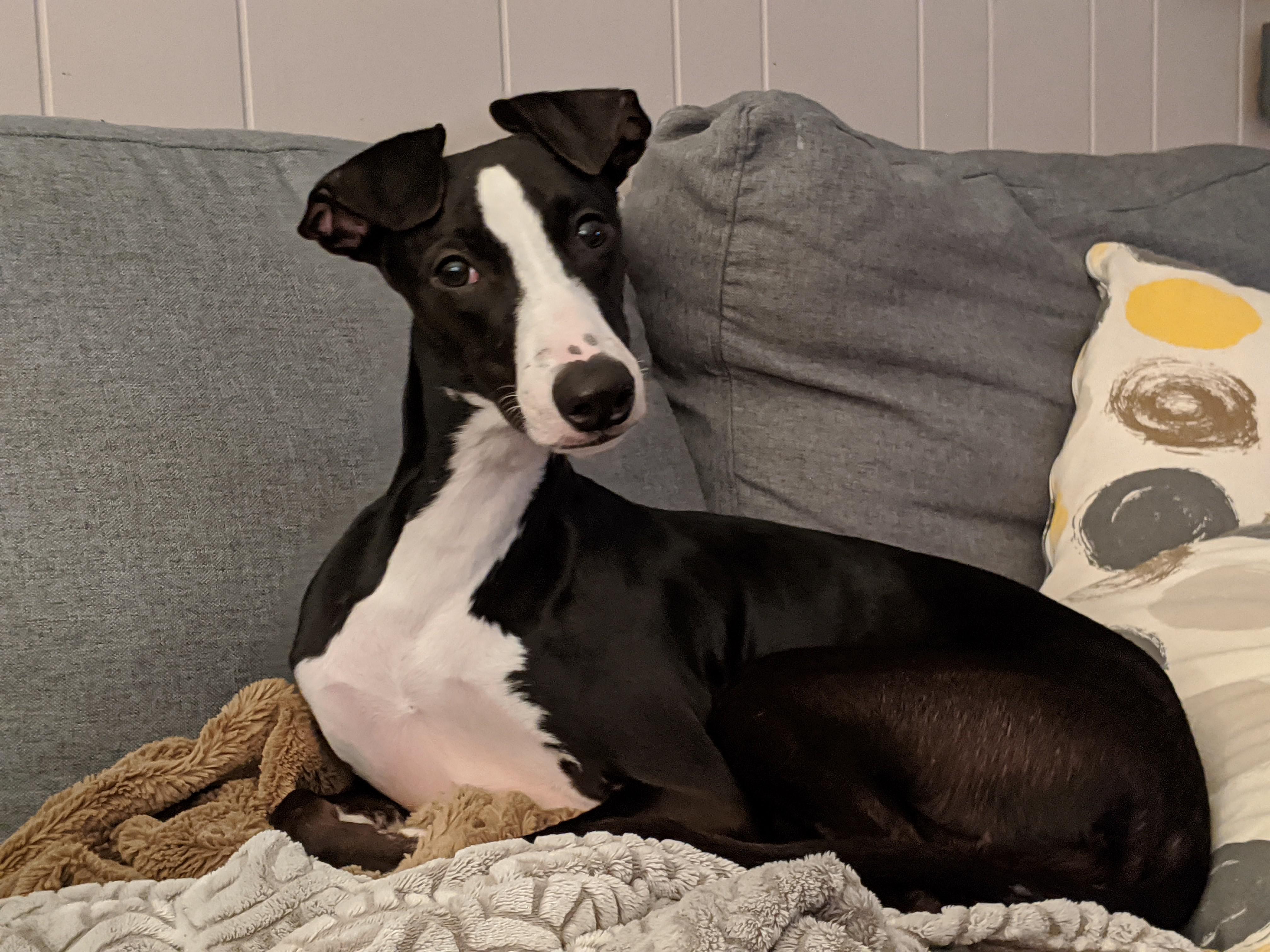 Reddit Whippet lovers meet Sparky-Flash. | Scrolller
