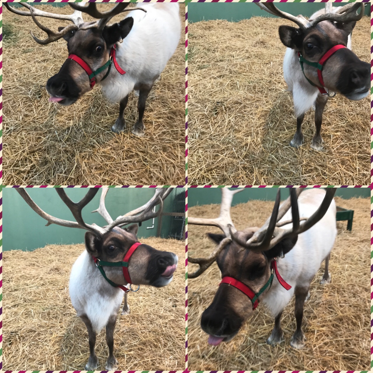Reindeer blup! | Scrolller