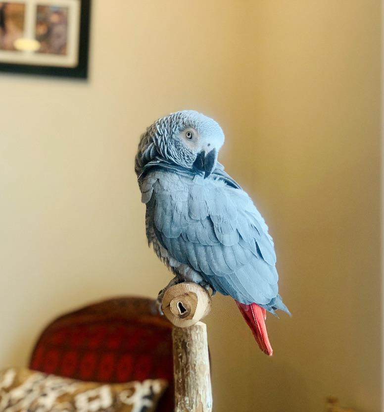 Relaxing on his favorite perch. | Scrolller