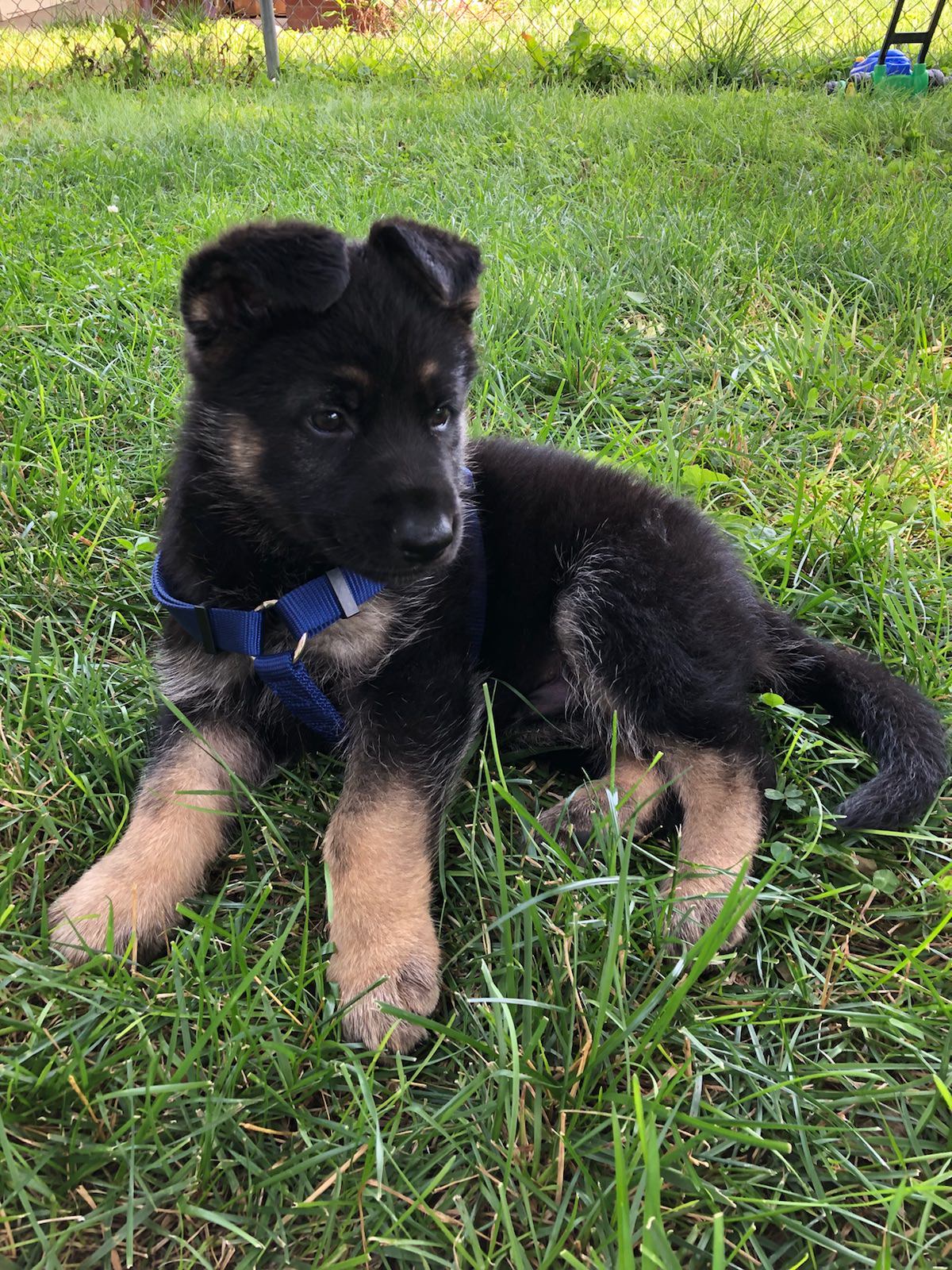 Discover more like Puppies: Rescue puppy and Related Content | Scrolller