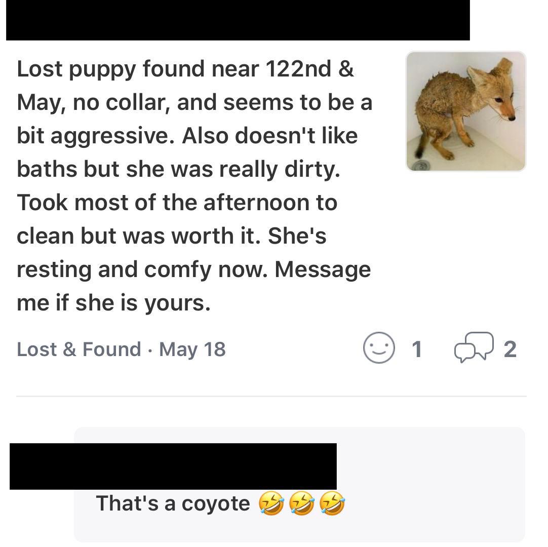 Rescue puppy | Scrolller