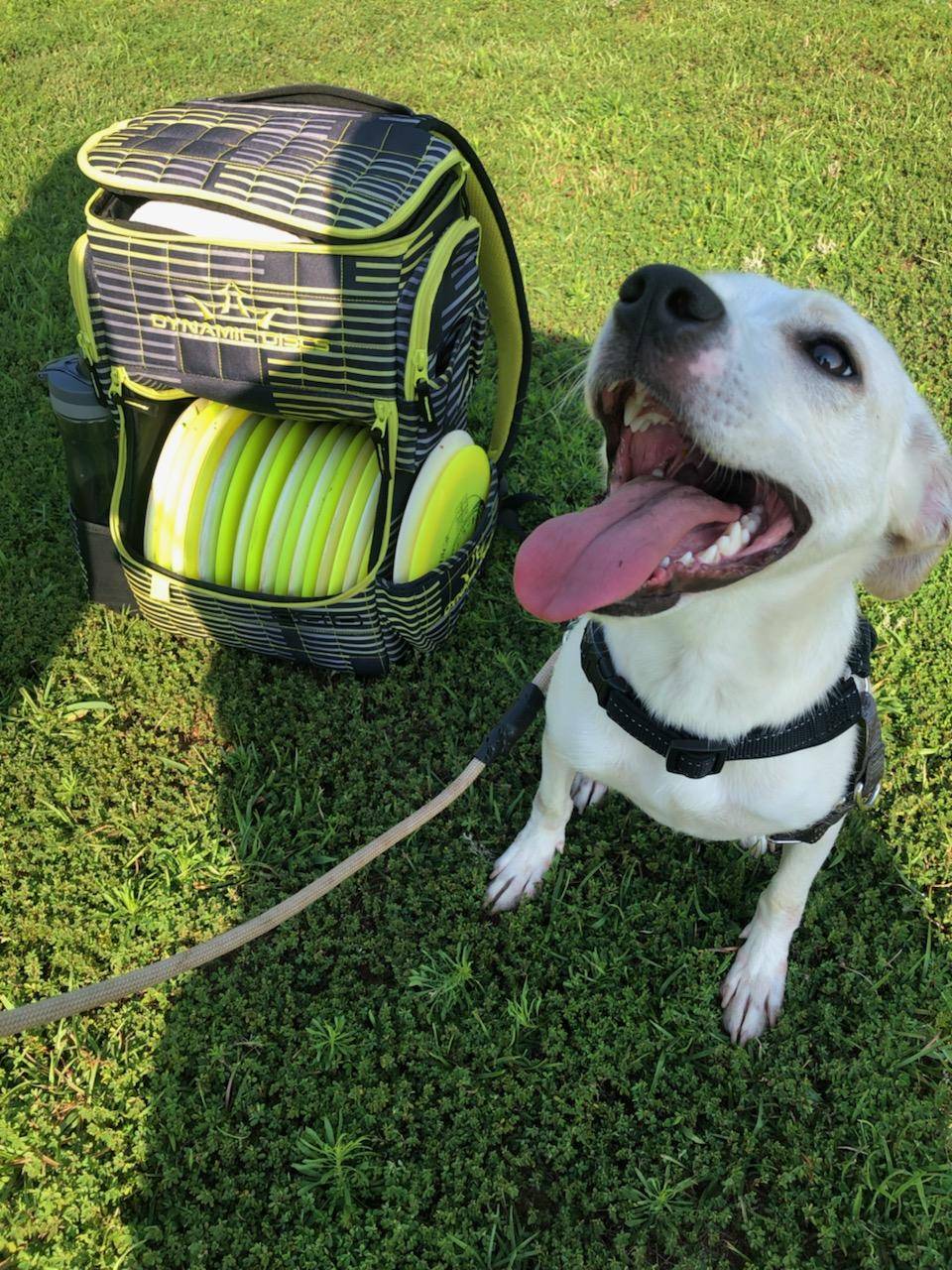 Rescue puppy's first round! | Scrolller