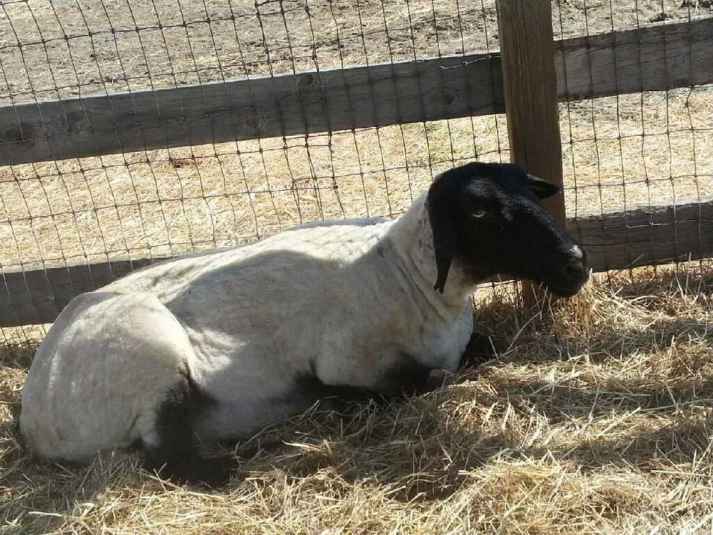 Rescue sheep Confetti enjoys the breeze after a nice summer shear. | Scrolller
