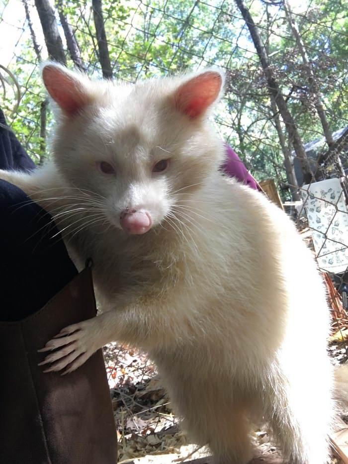 Rescued Albino Raccoon | Scrolller