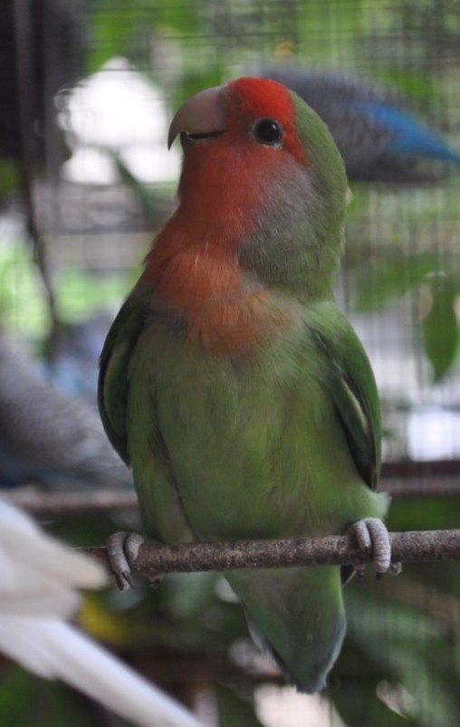 Rescued this bird from crows | Help me identify the breed | Caring and special needs advice ...