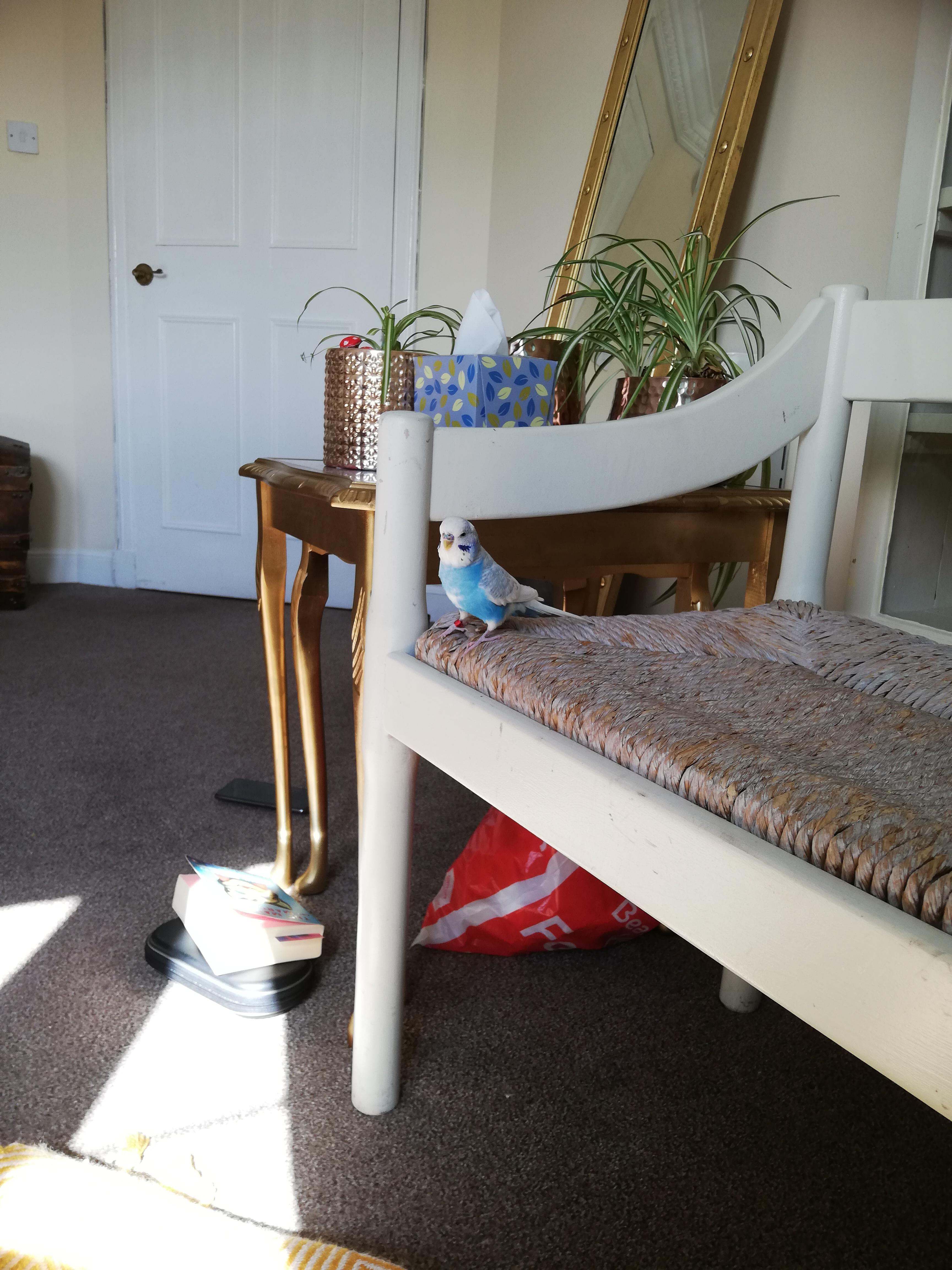 Rest in Peace, Nimbus :( | Scrolller