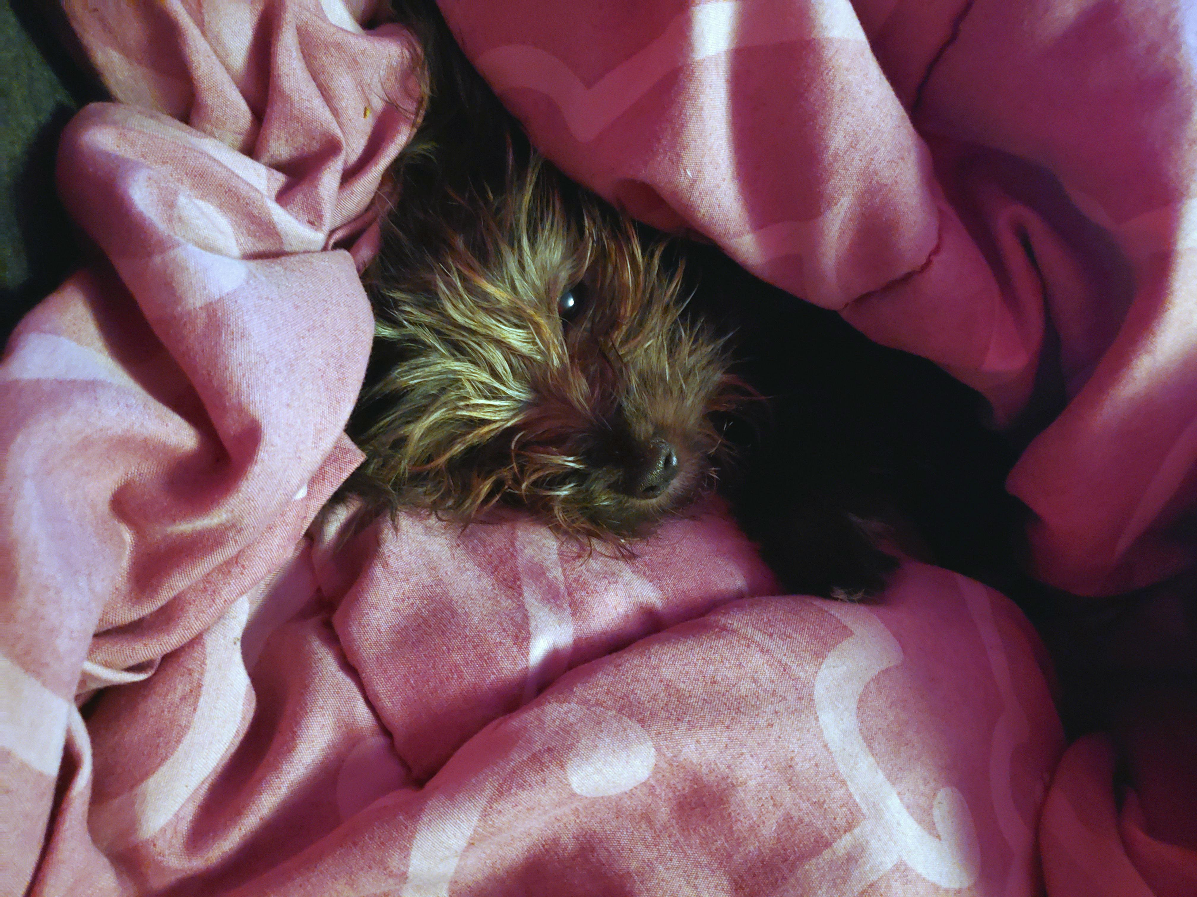 Resting Chewbacca | Scrolller