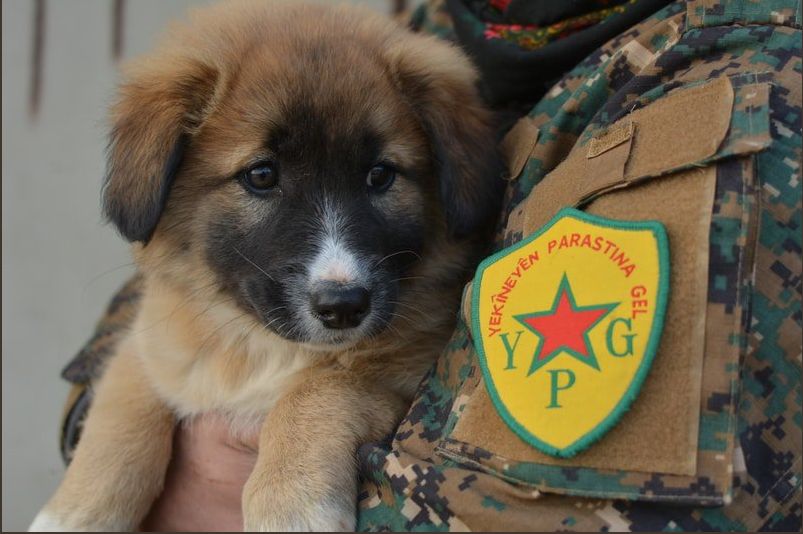 Revolutionary pupper | Scrolller