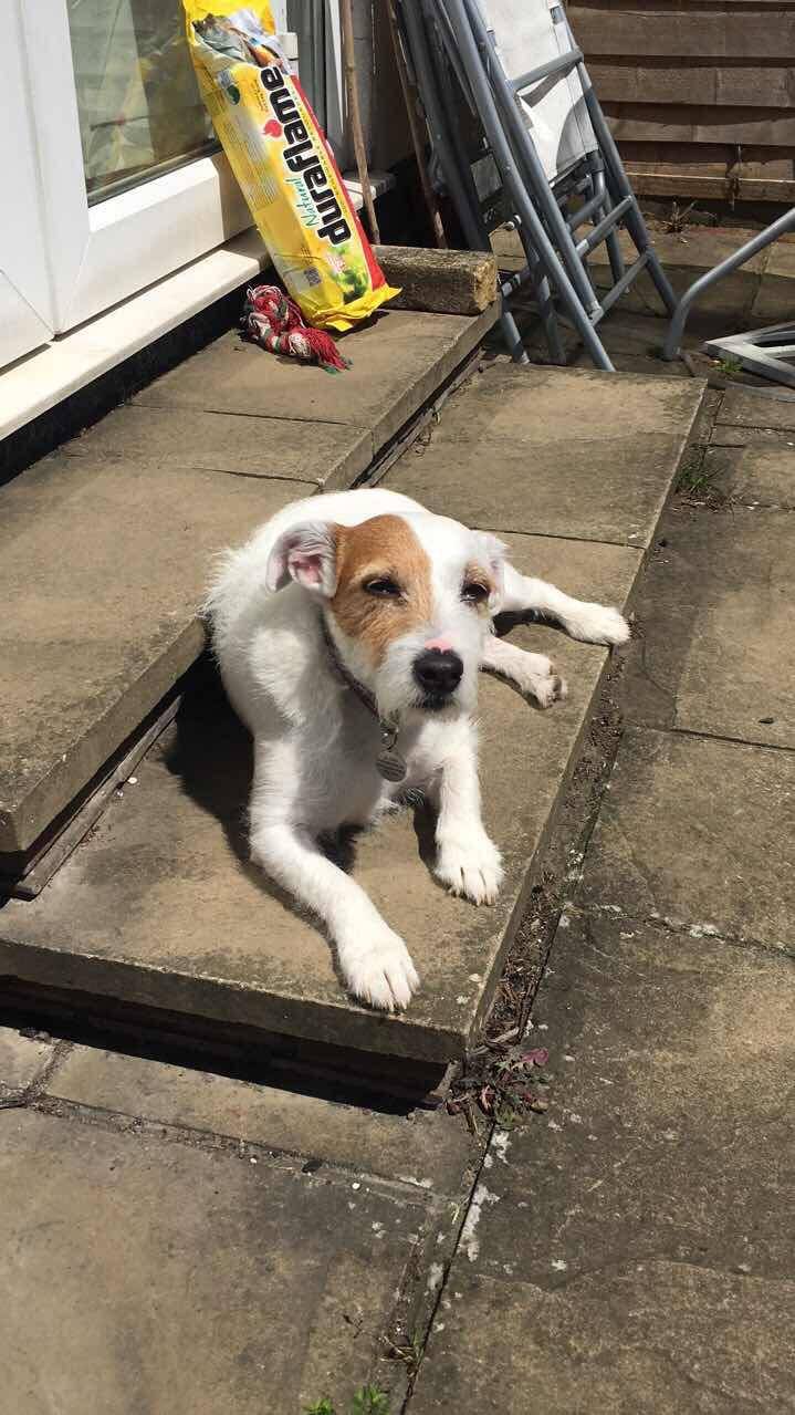 RIP Cookie (Dec 2009 - May 2020) | Scrolller