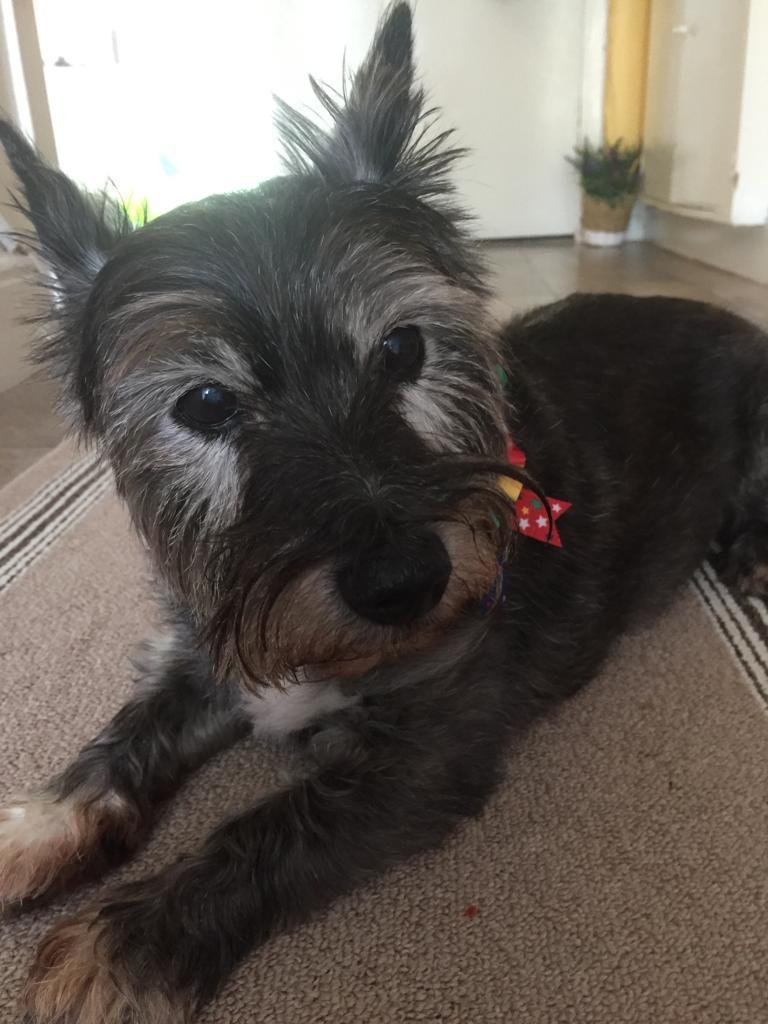 RIP Tia 2003-2020 :( | Scrolller