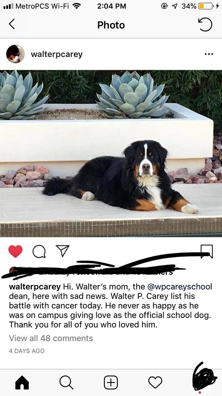 RIP WPC Dog Mascot, Walter | Scrolller
