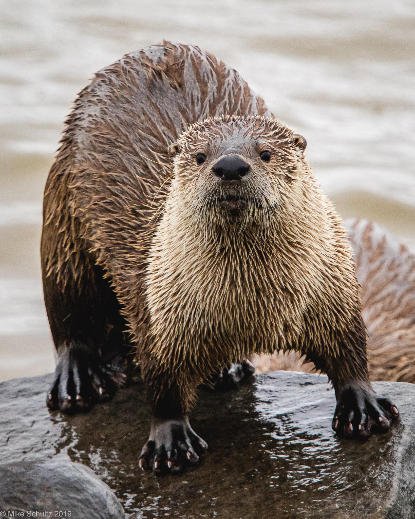 River Otter | Scrolller
