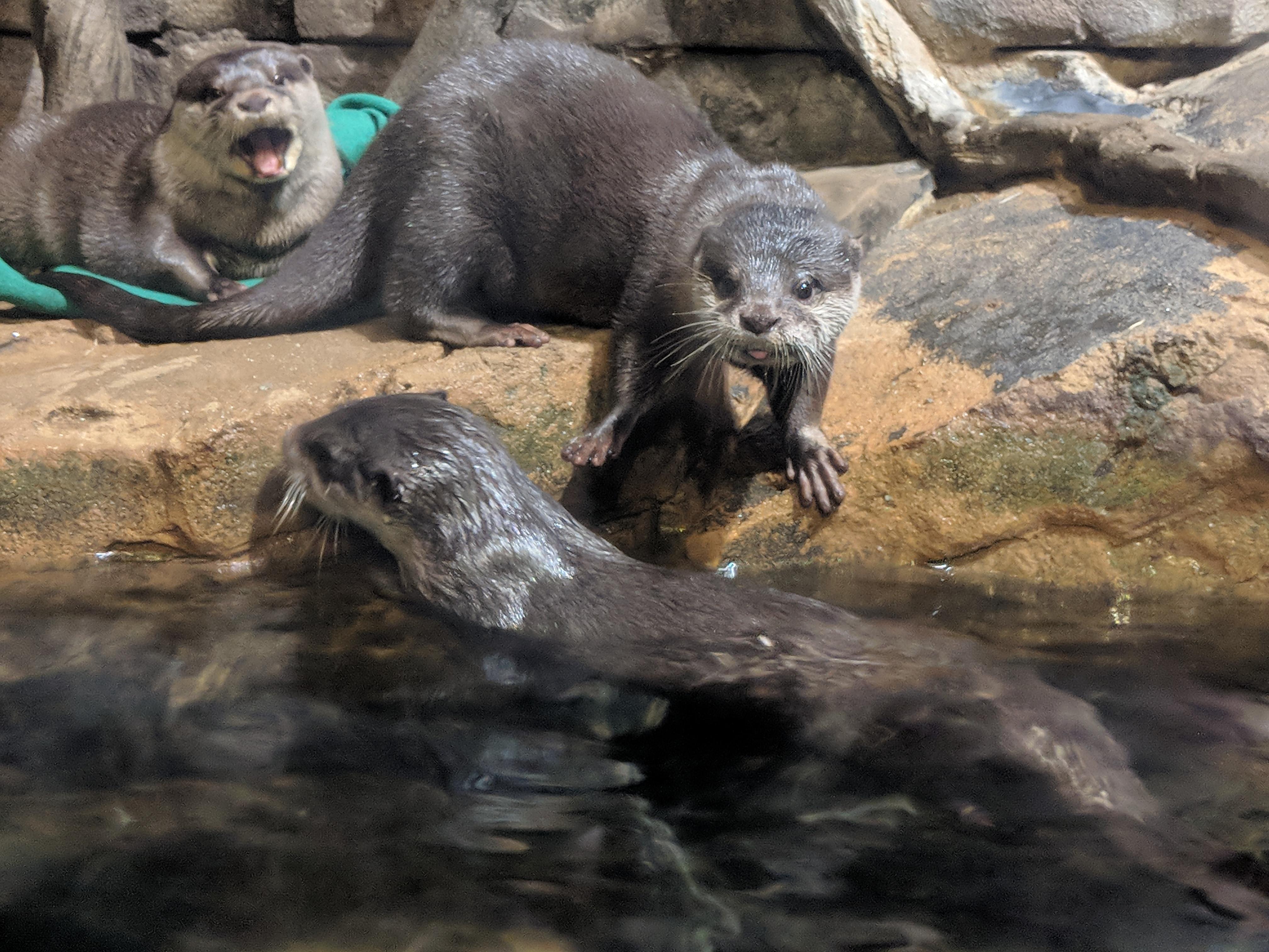 River Otter blup | Scrolller