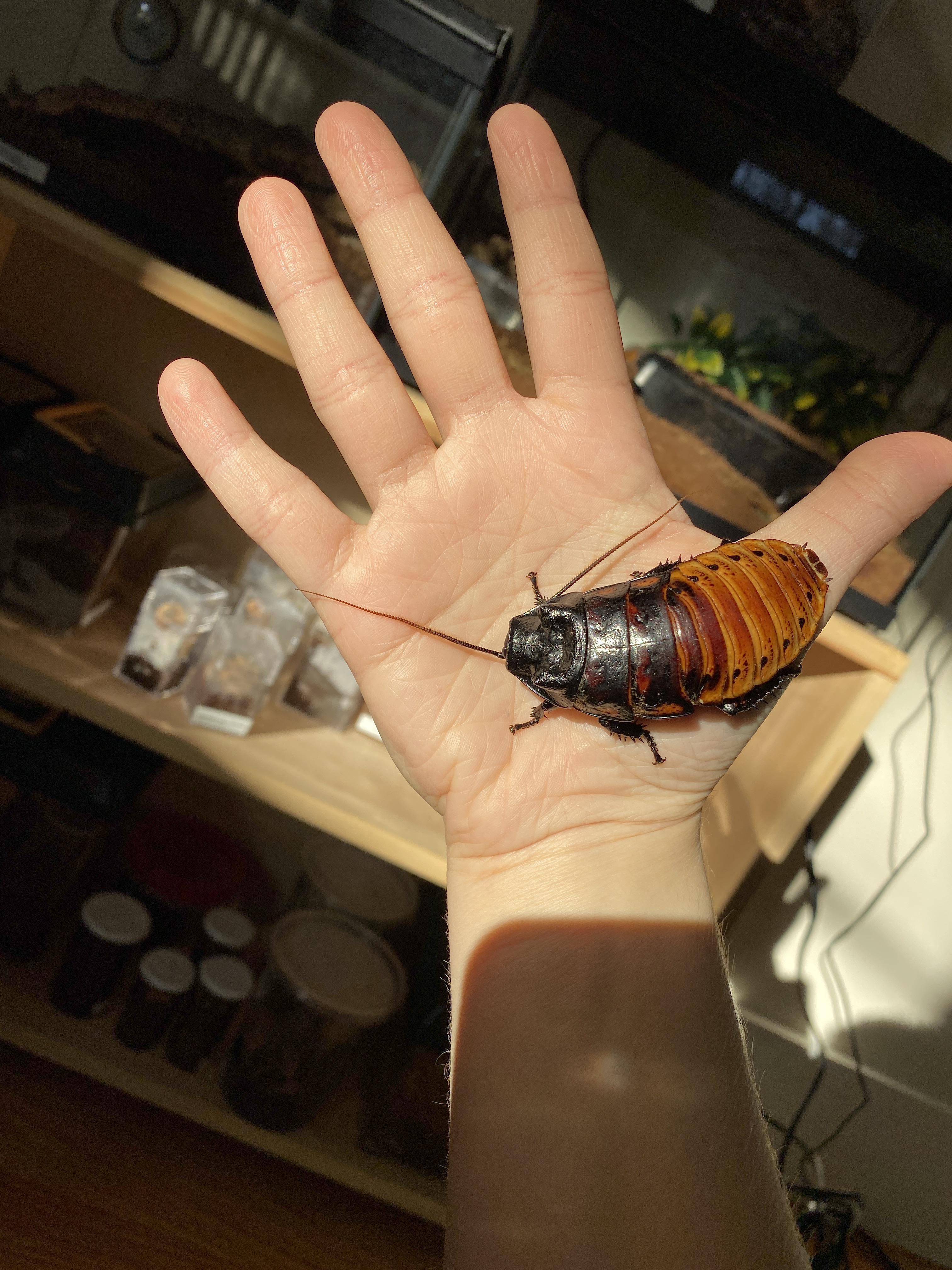 roaches can take golden hour pics too | Scrolller