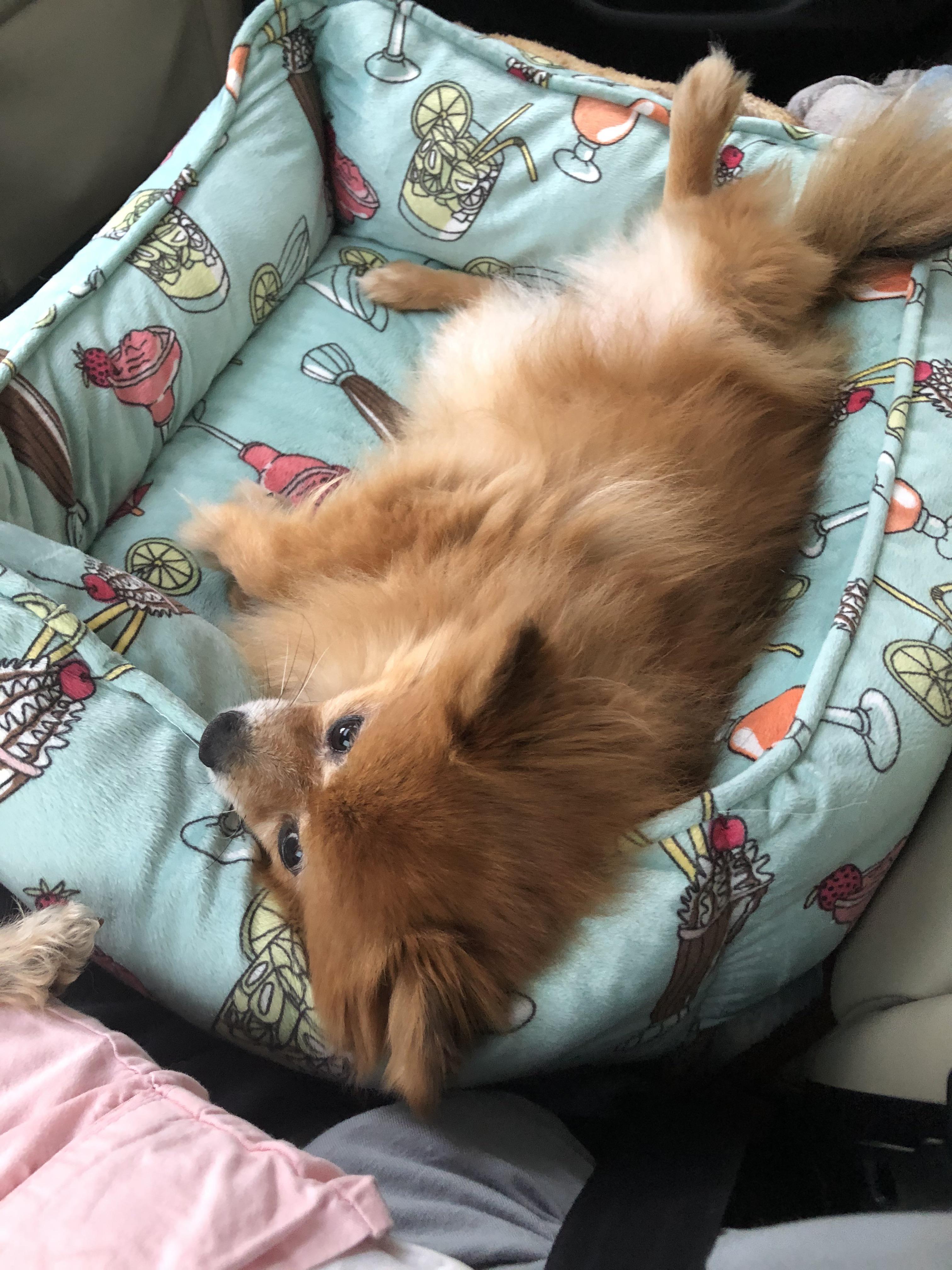 Road trip pupper! | Scrolller