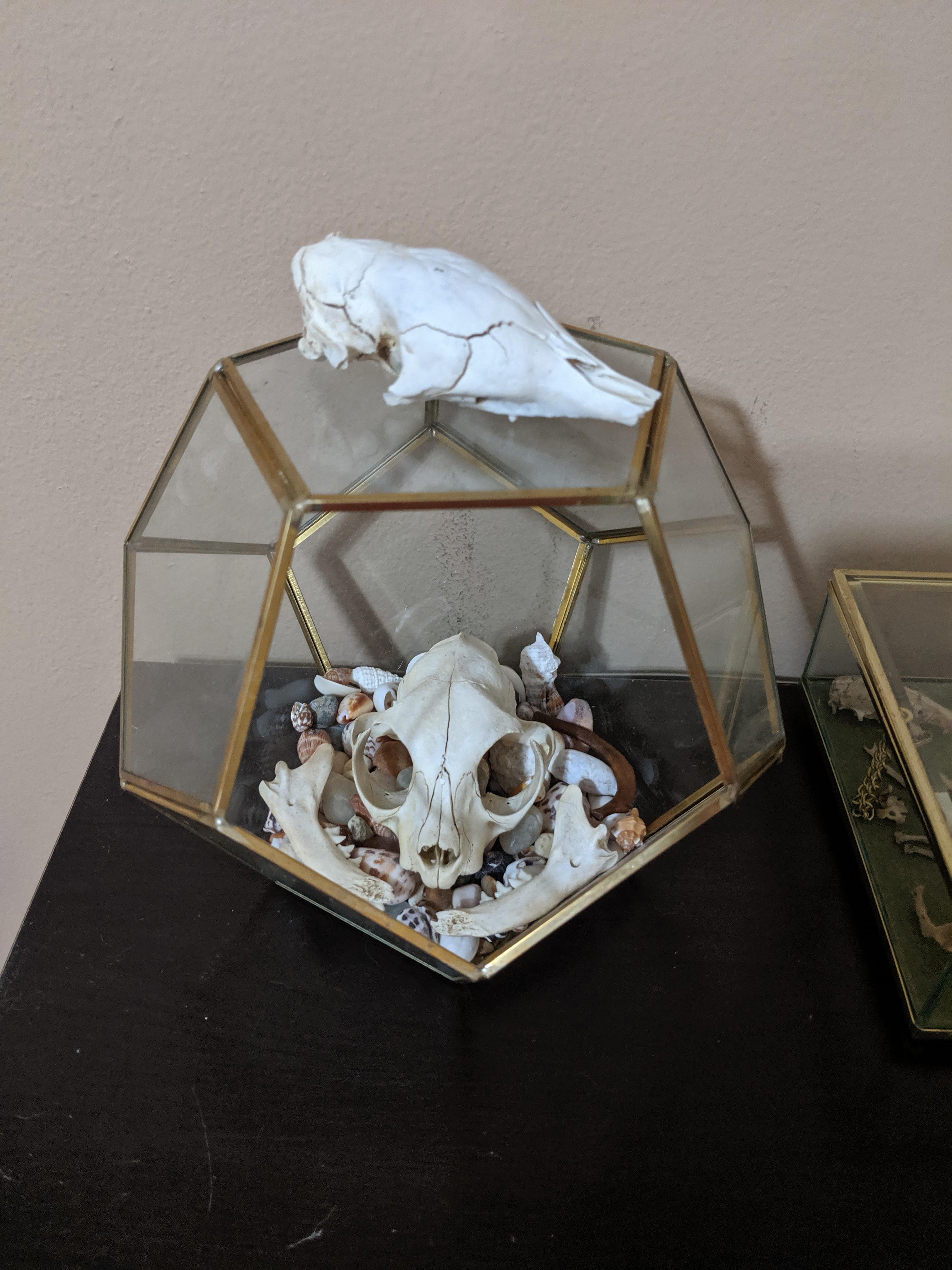 Roadkill Art, not quite taxidermy. I skeletonize roadkill I find. Two of my faves, cat and ...