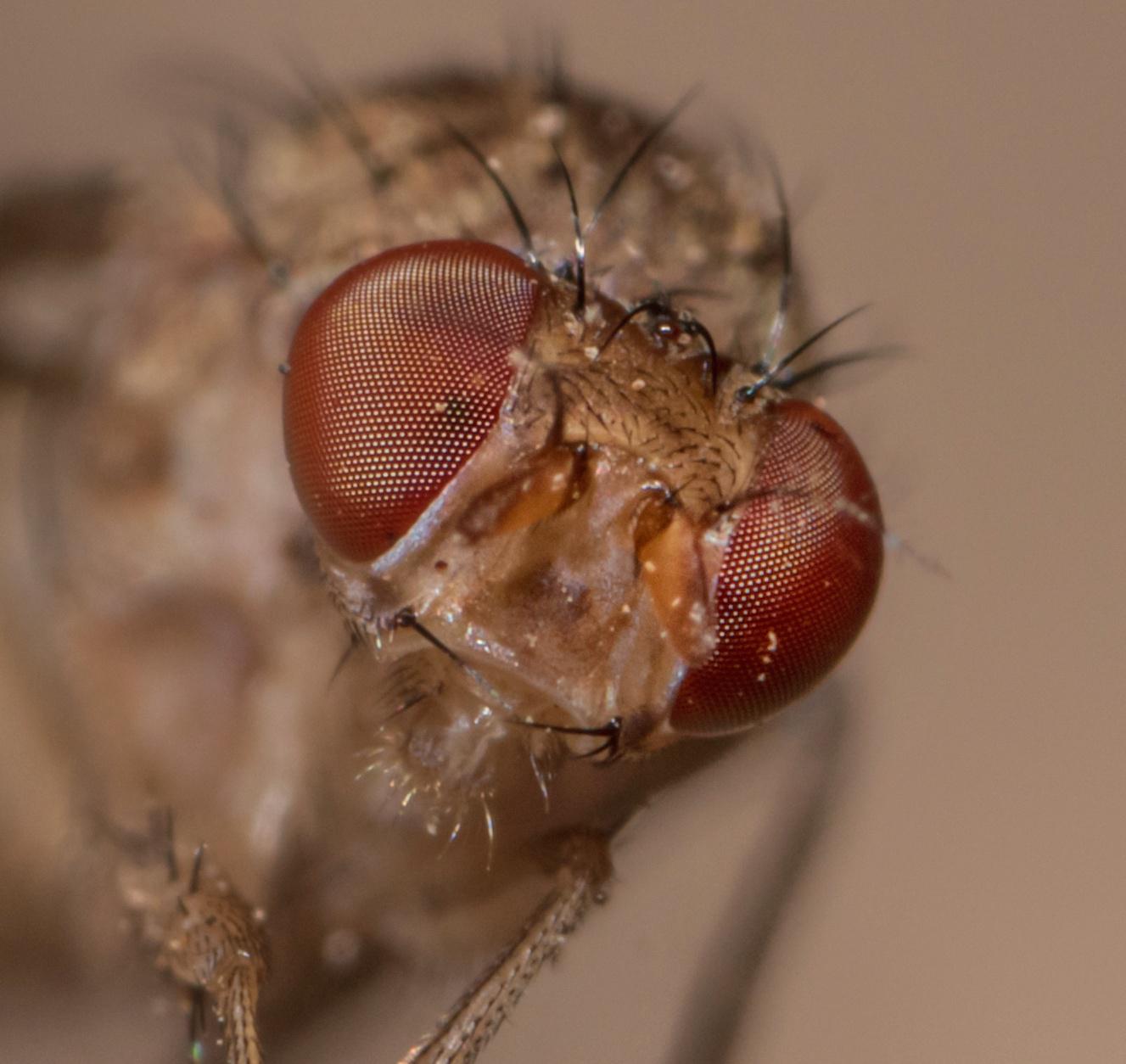 Robber fly. | Scrolller