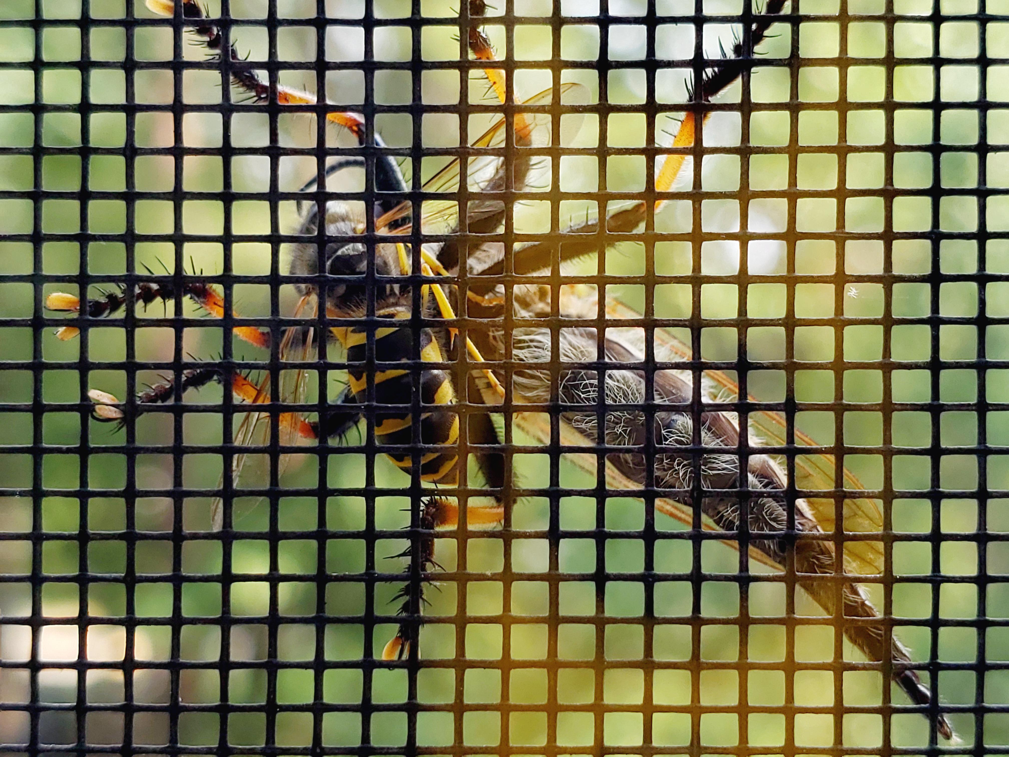 Robber fly is having lunch! | Scrolller