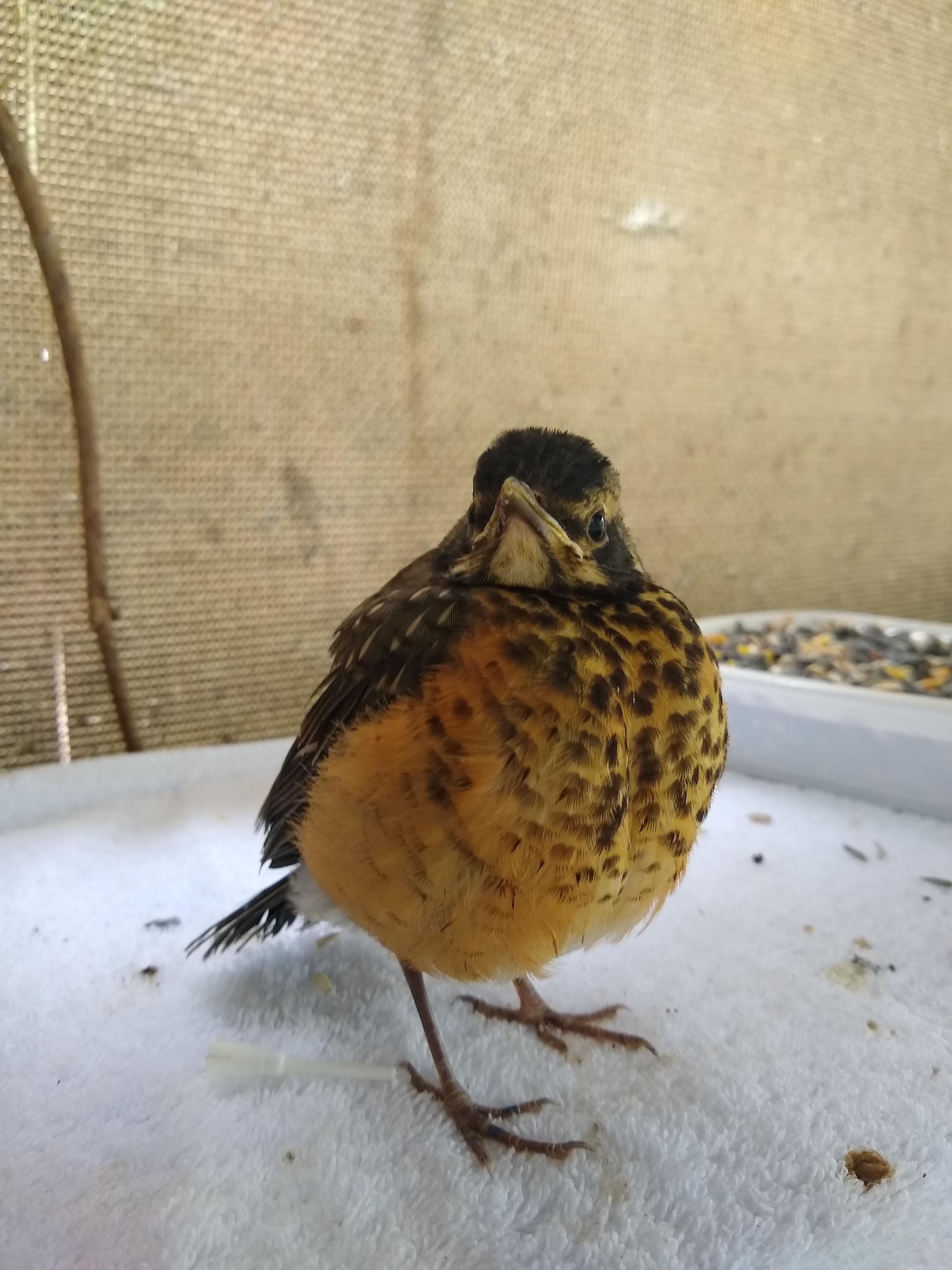 Robin borb | Scrolller