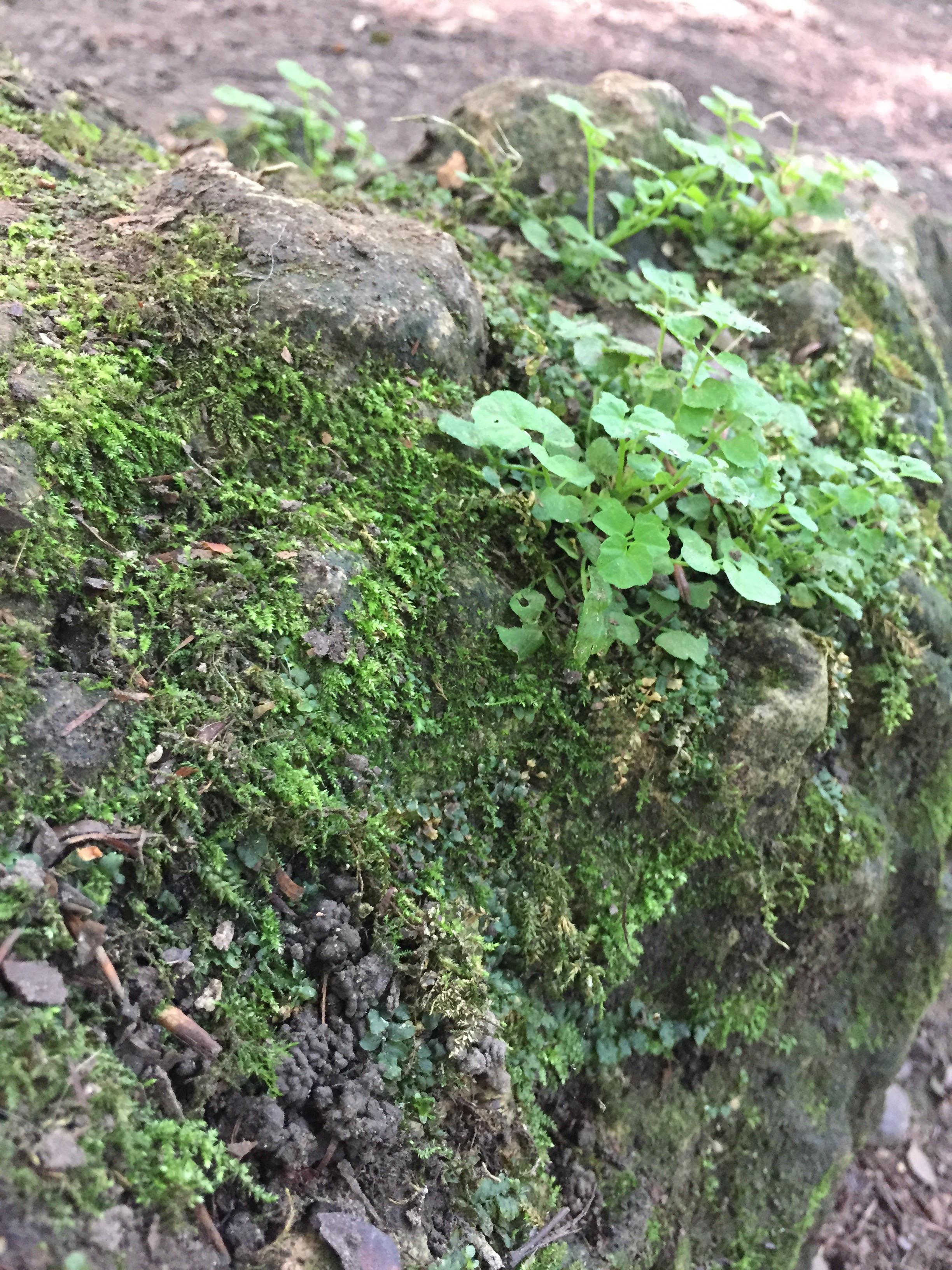rock with moss | Scrolller
