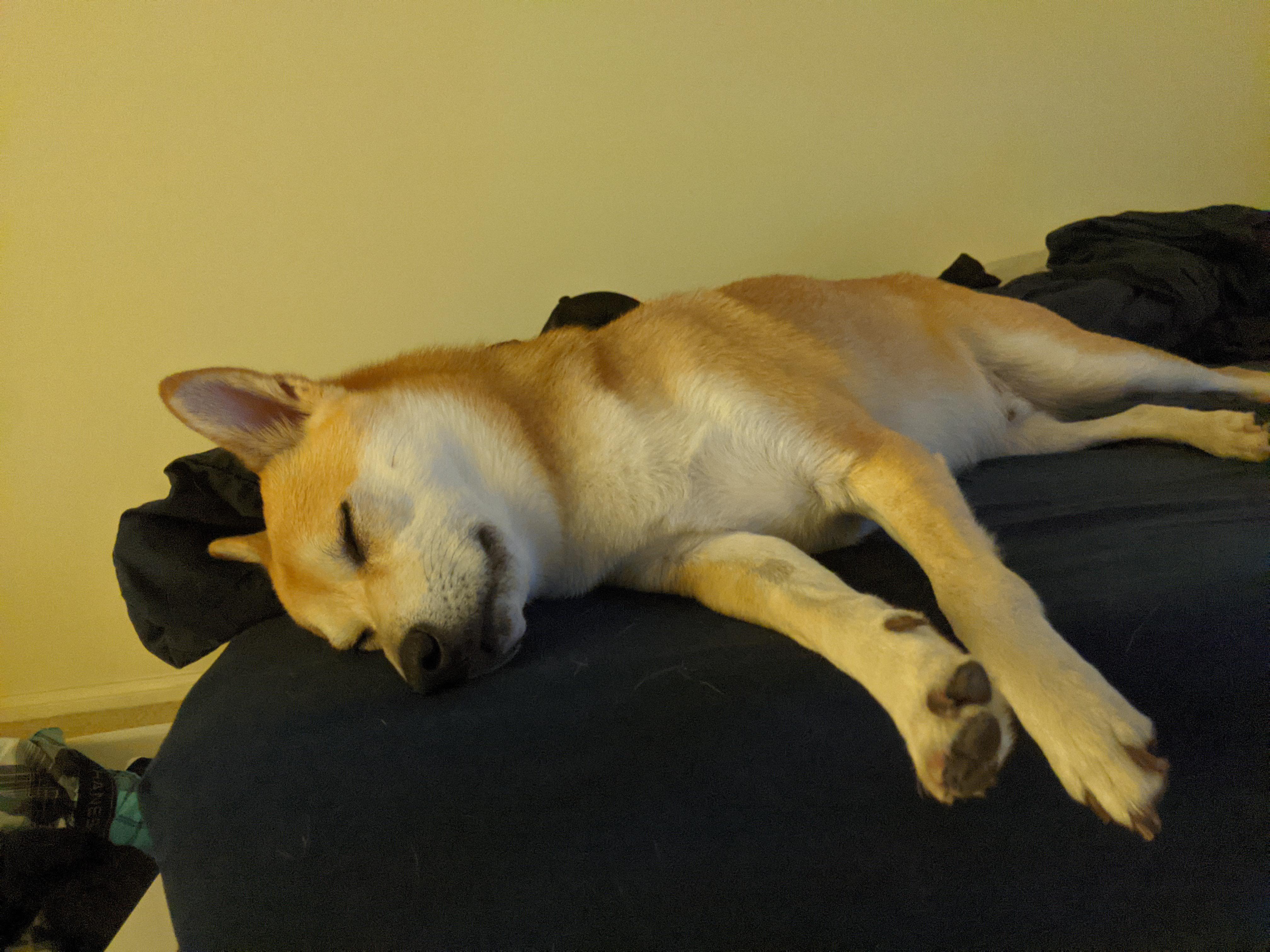 Roku sleeping peacefully. | Scrolller