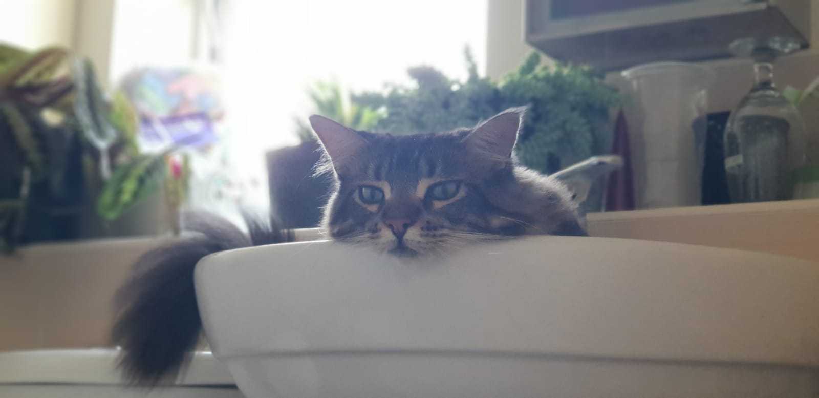 Ronnie's chin rest. | Scrolller