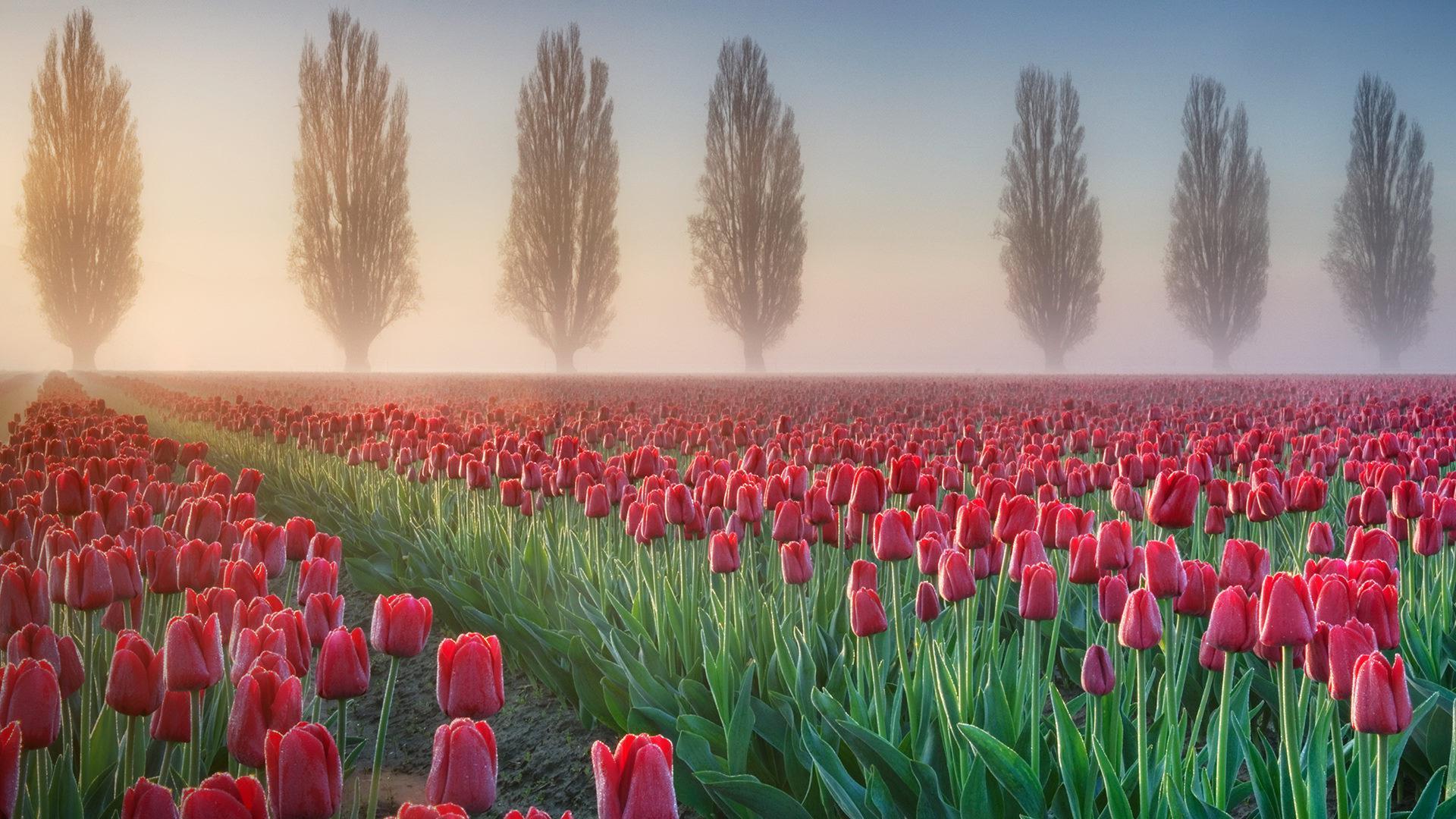 Tulip field - Washington [1920x1080] | Scrolller