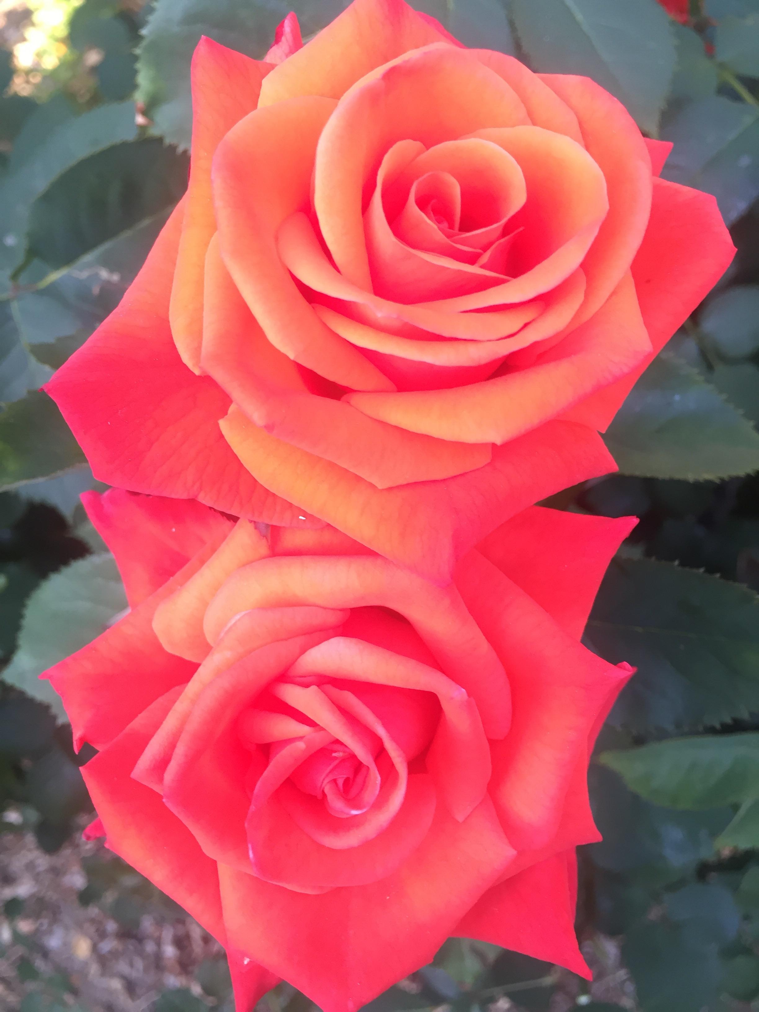 Roses from my backyard. | Scrolller