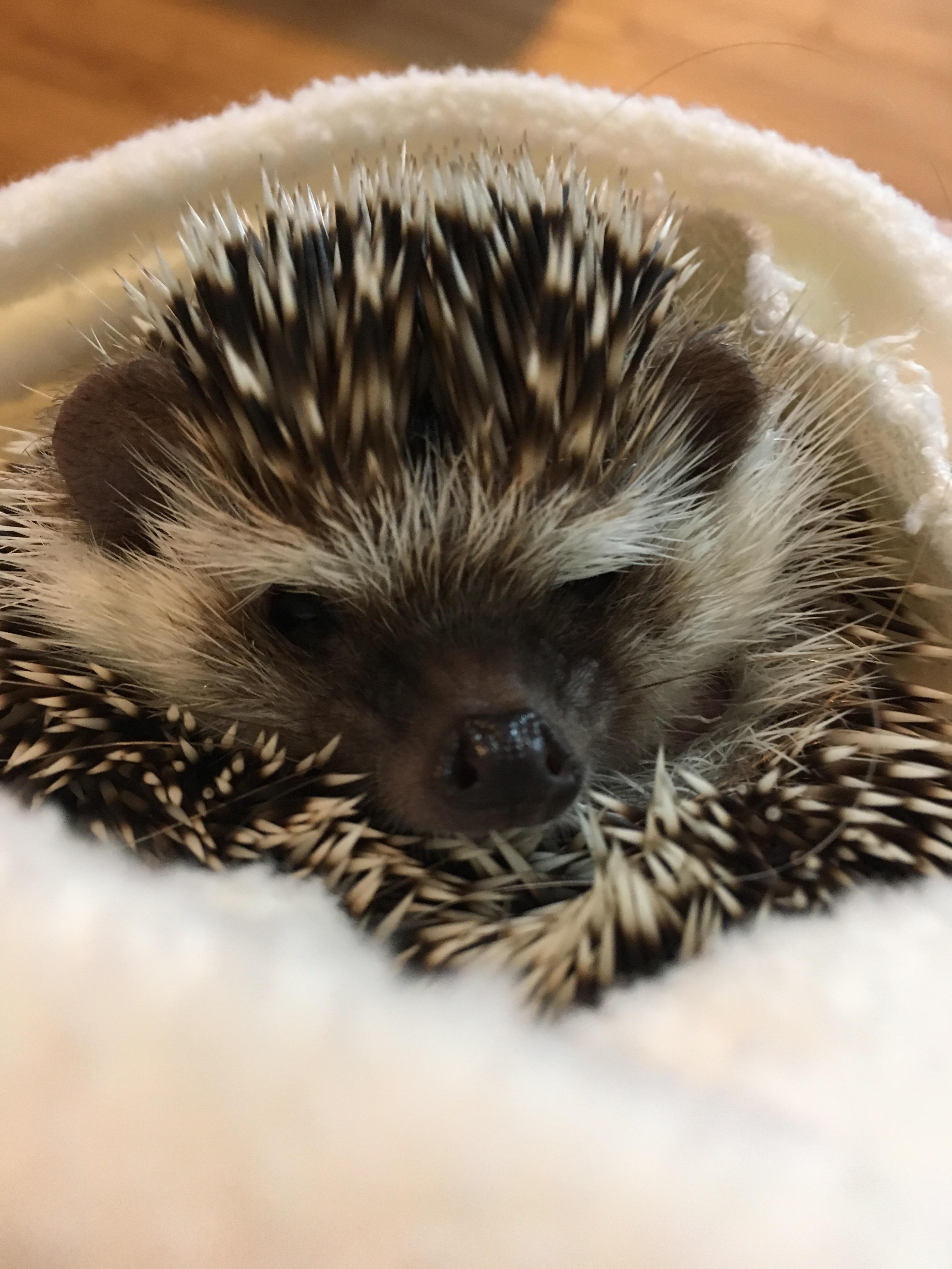 Rosie post bath time with her grumpy face | Scrolller