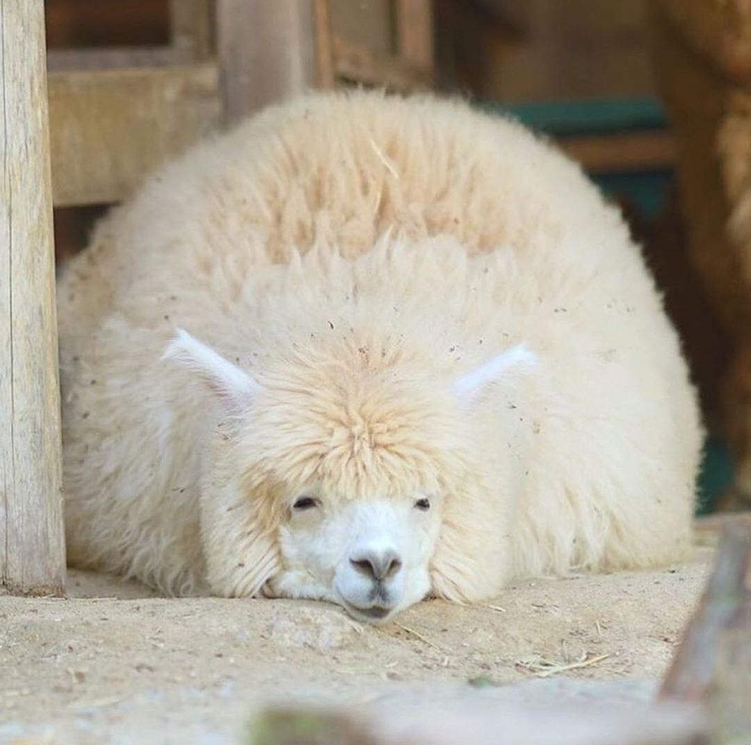 Round alpaca | Scrolller