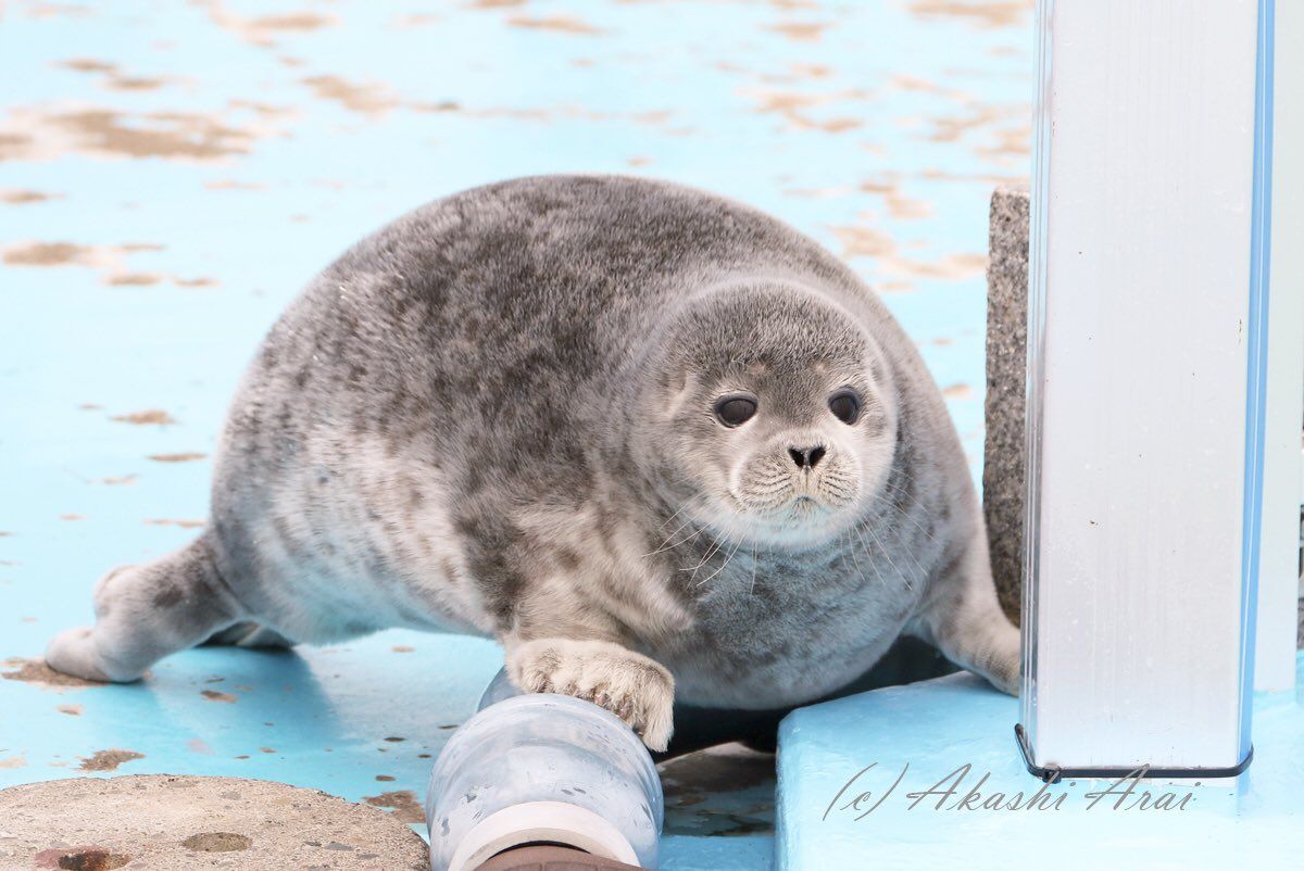 Round boi @akashiarai | Scrolller