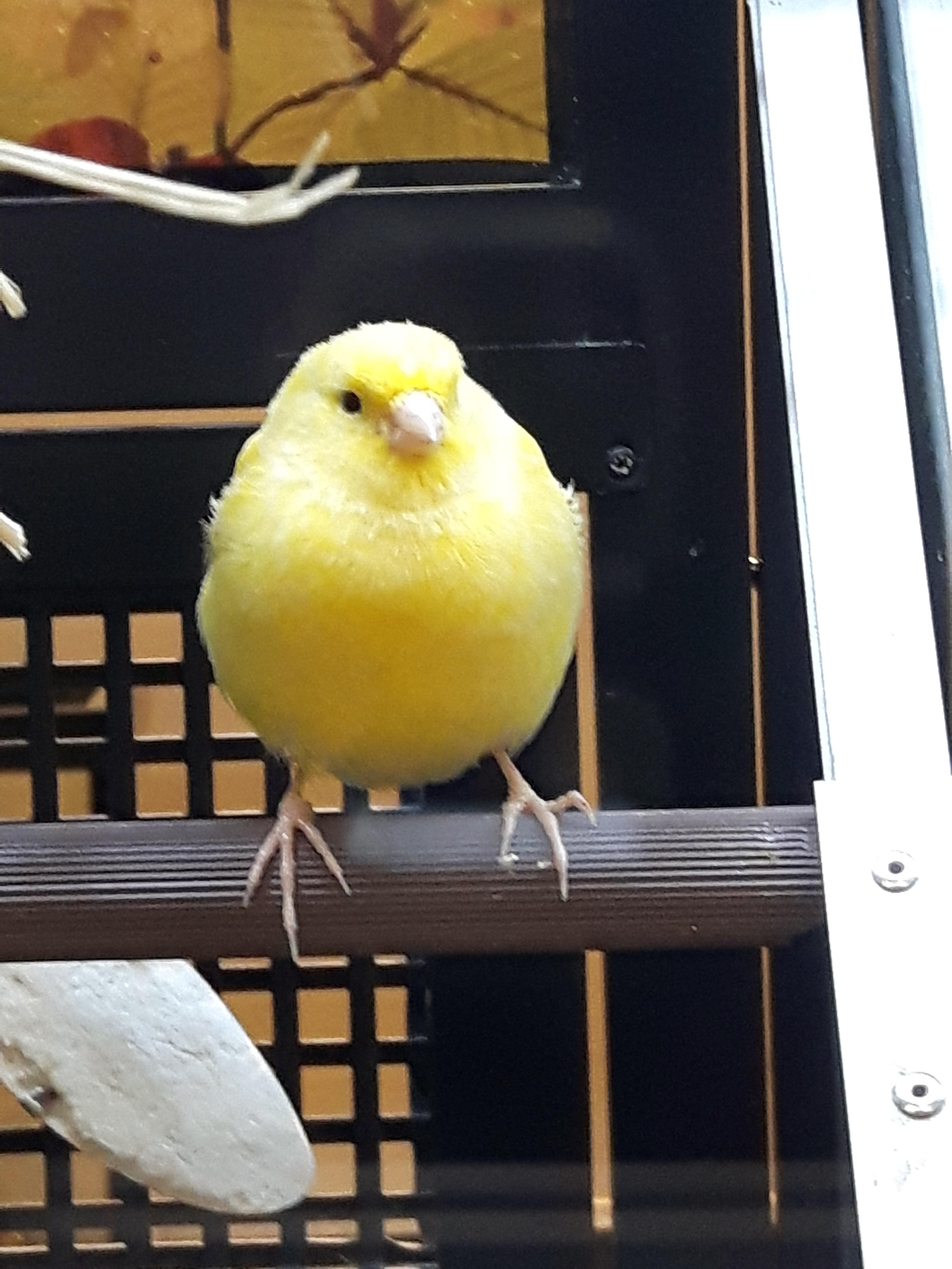 Round borb | Scrolller