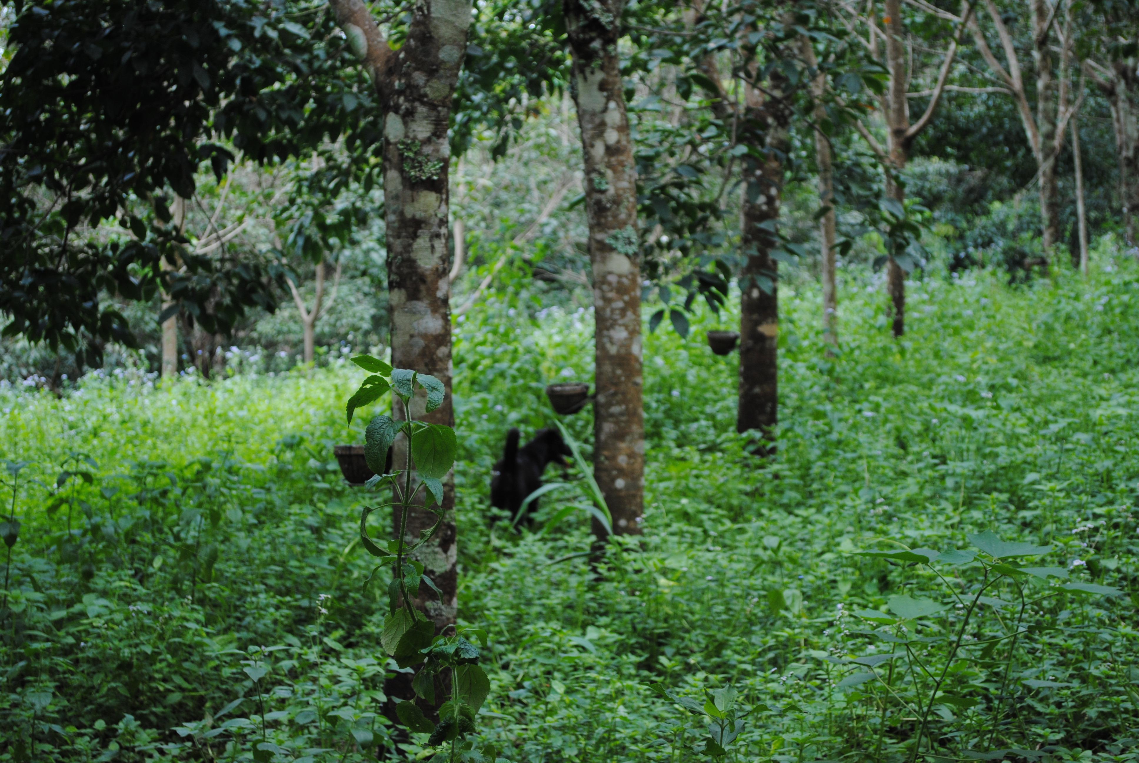 Rubber trees, Yunnan province, China [OC] | Scrolller