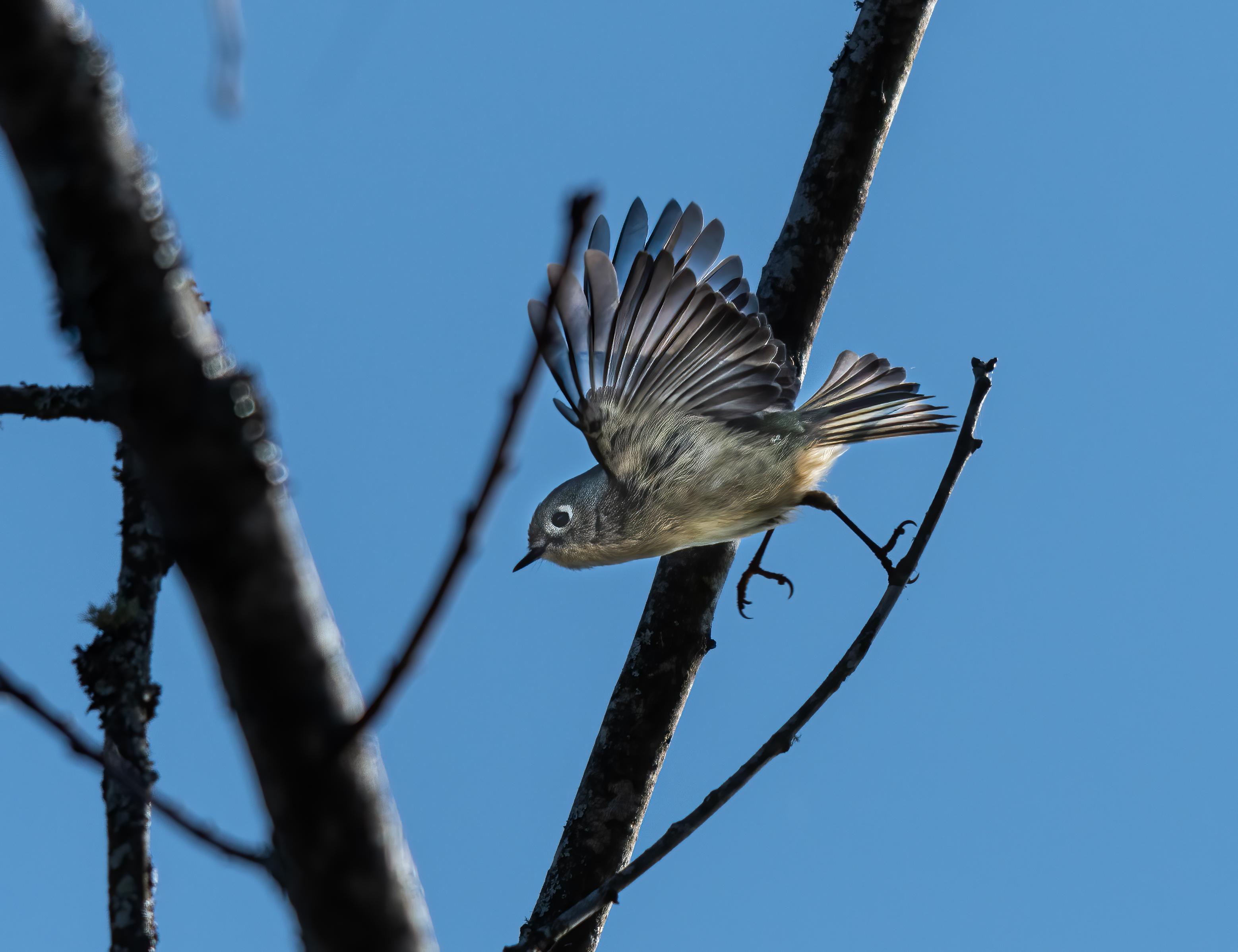 Ruby Crowned Kinglet Taking Off | Scrolller