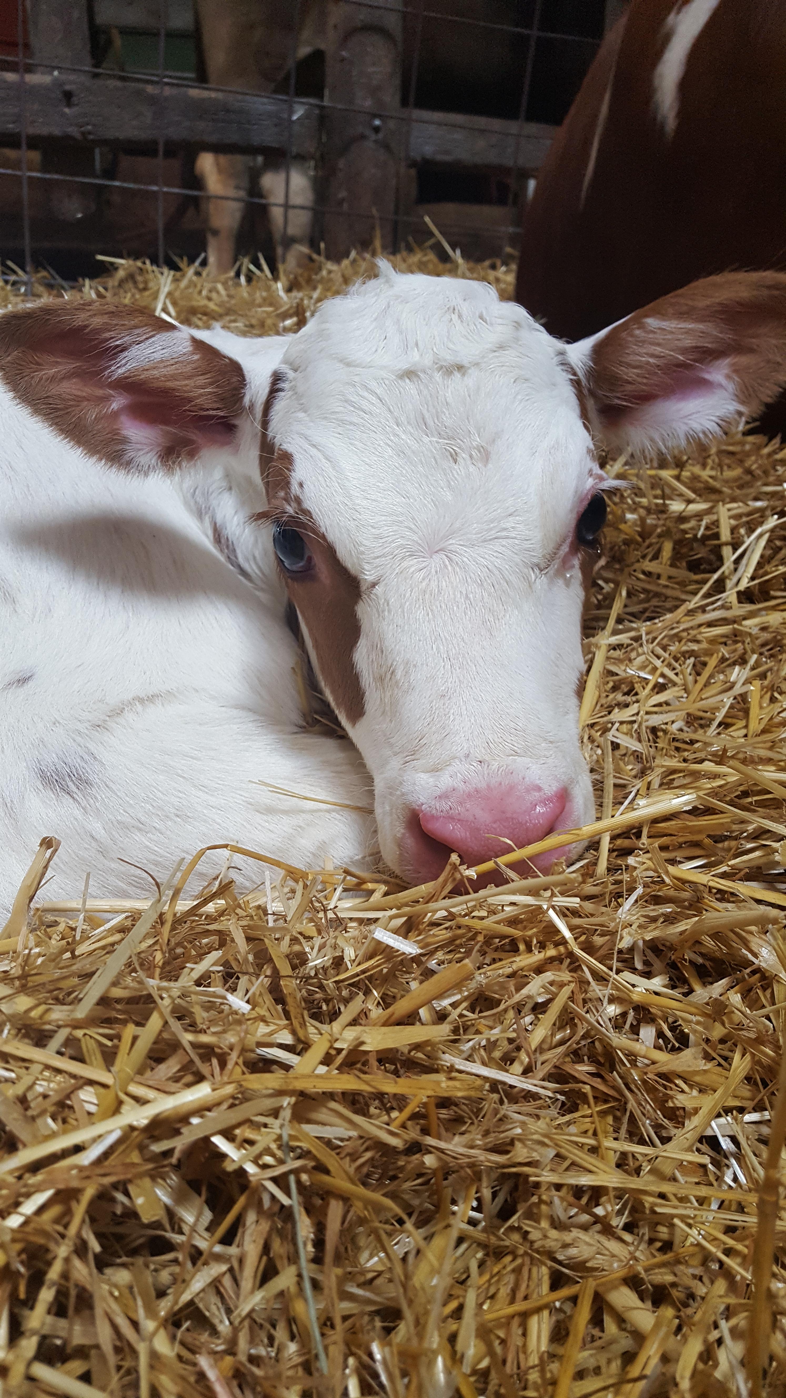 Ruby gave birth, everyone meet Opal! | Scrolller