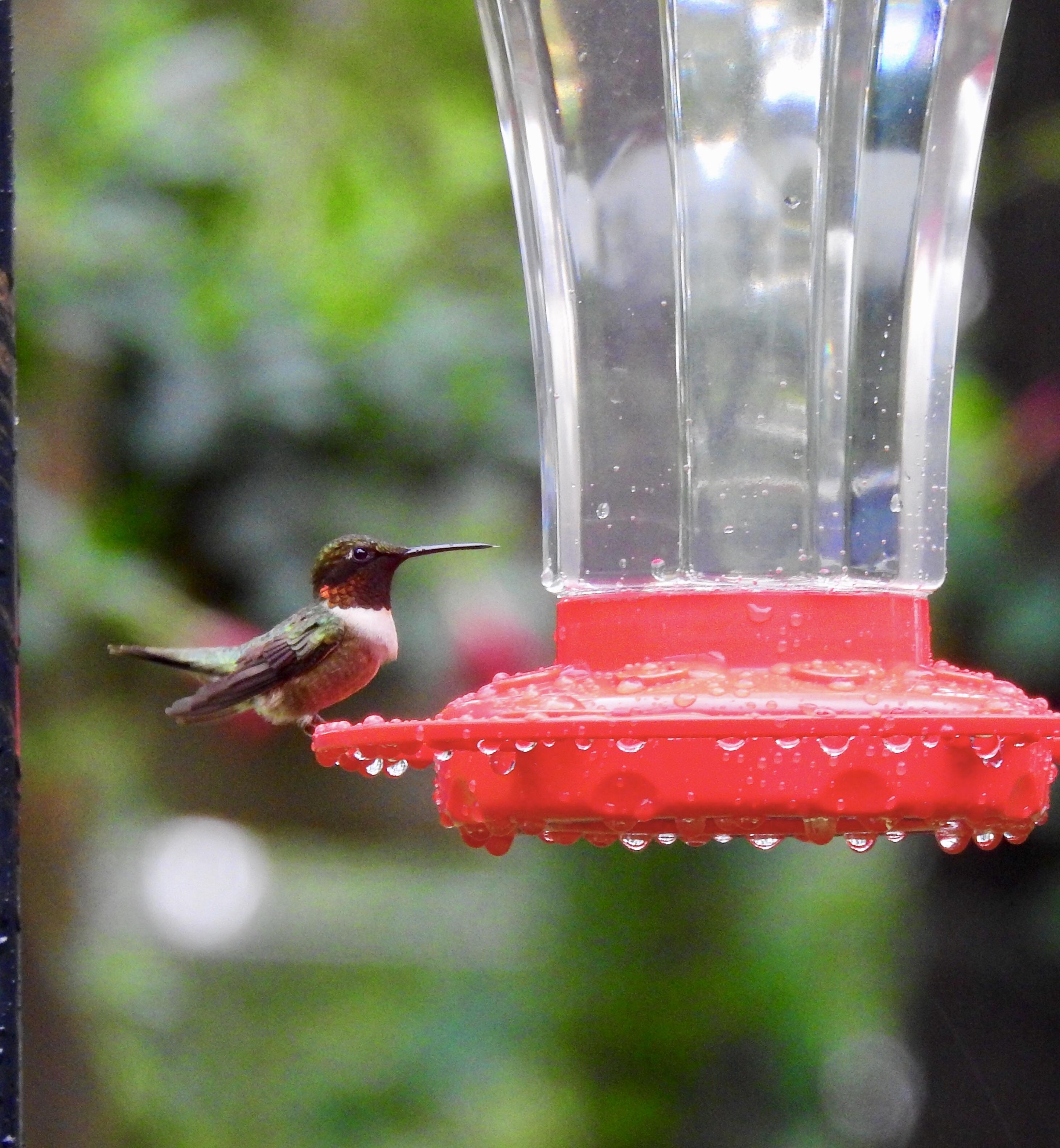 Ruby-throated hummingbird enjoying the rain... | Scrolller