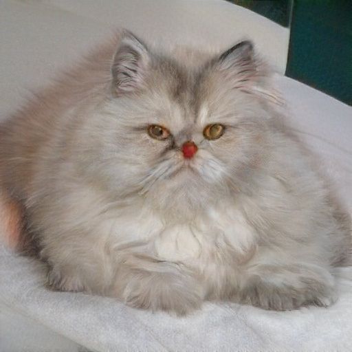 Rudolph the red-nosed cat... | Scrolller