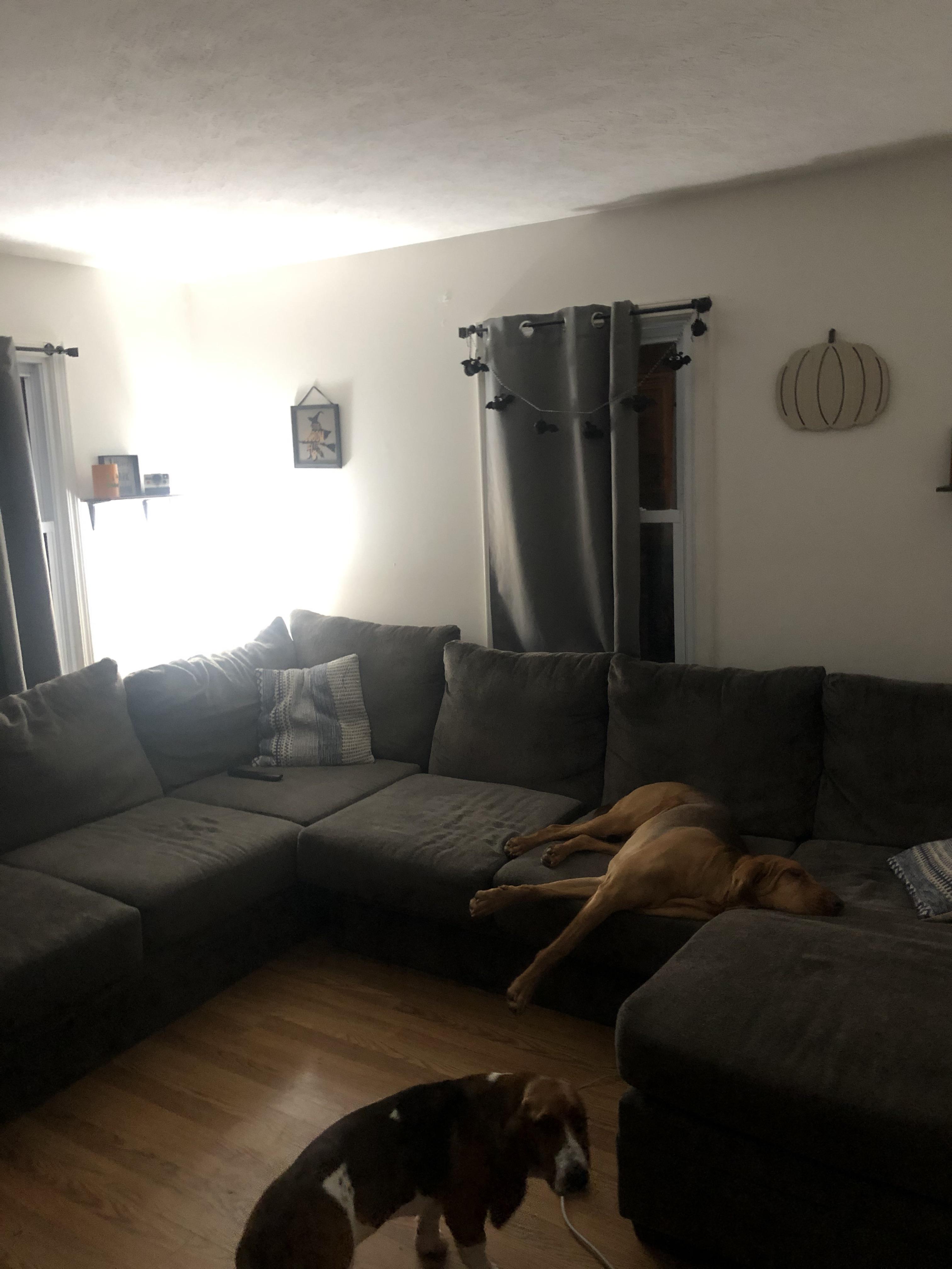 Ruff day | Scrolller