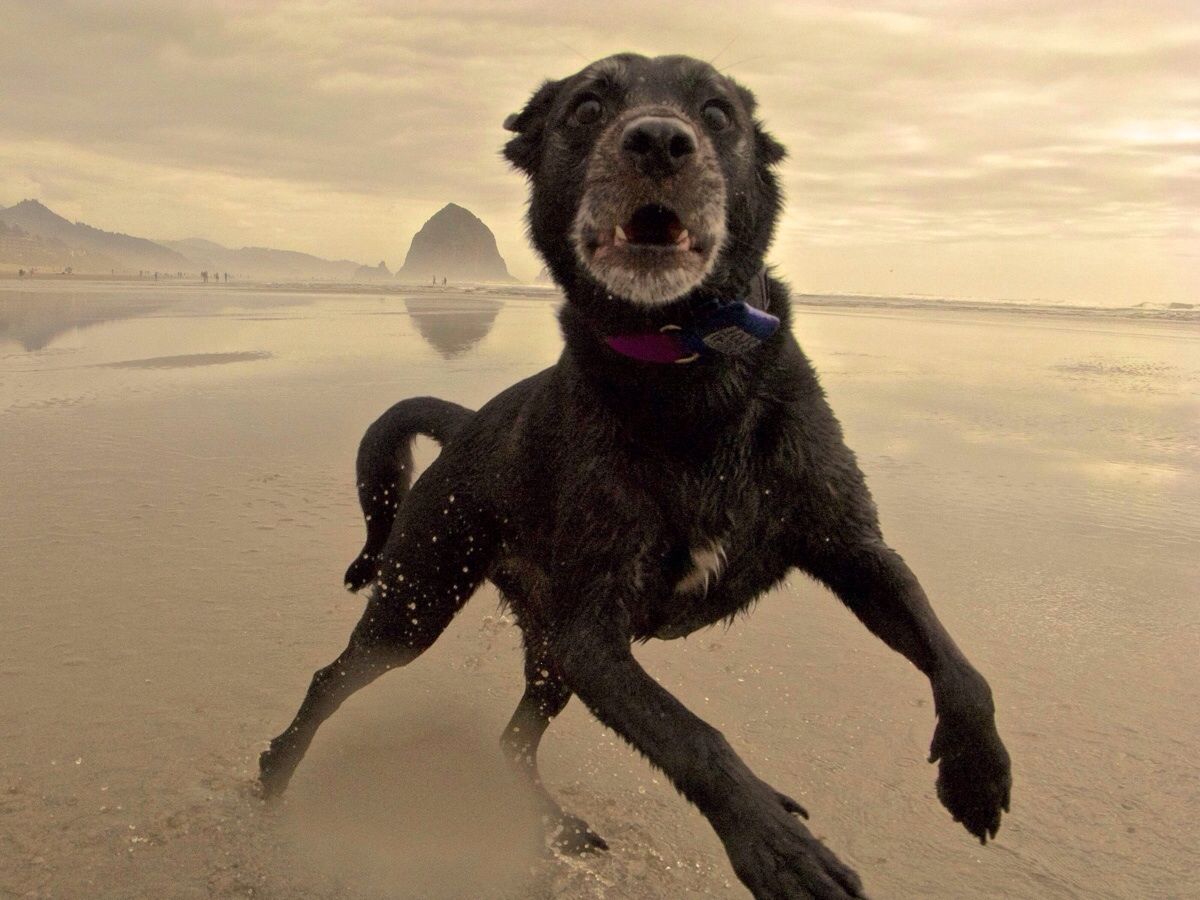 Ruff day at the beach :) | Scrolller