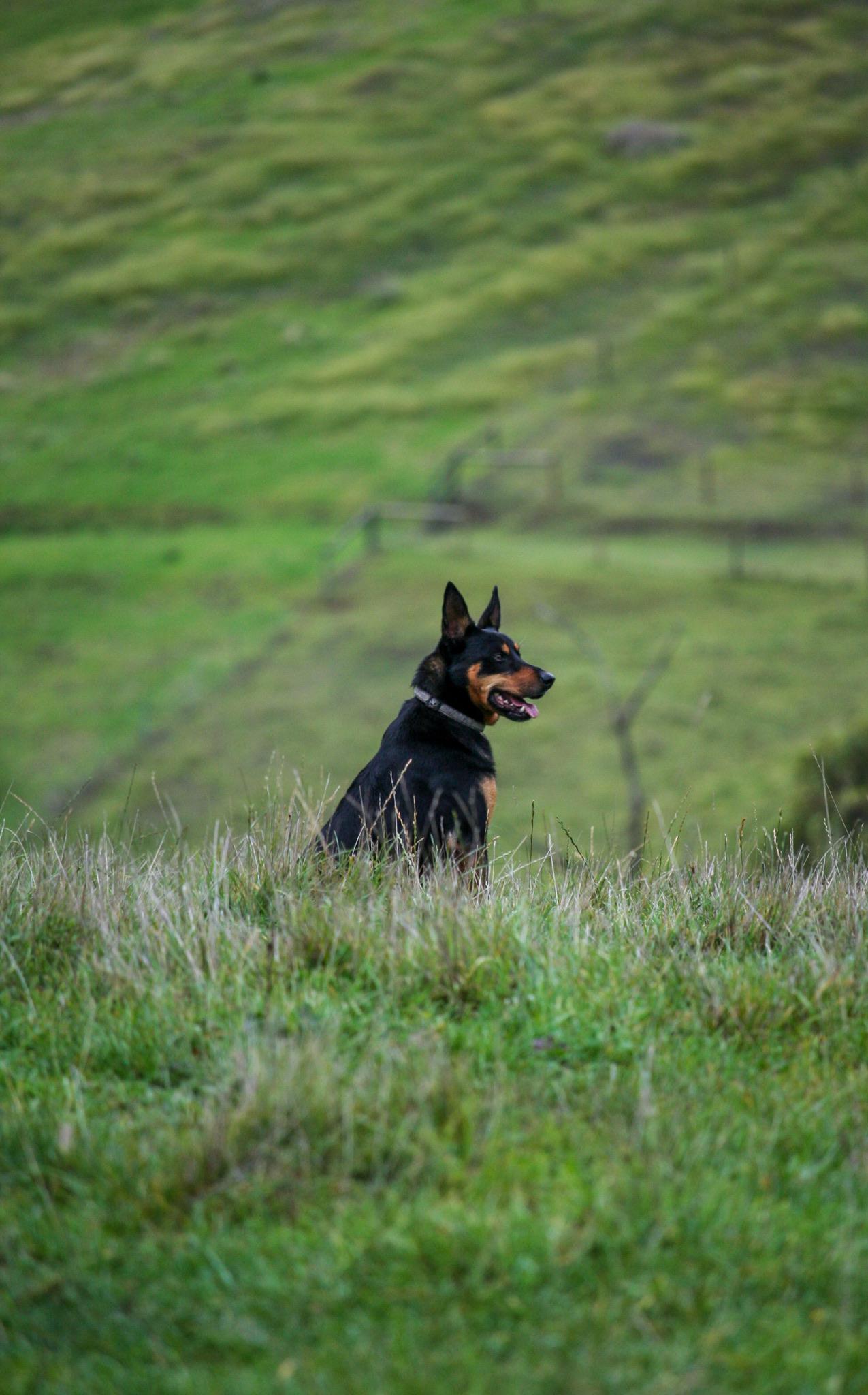 Ruff the Kelpie keeping watch over his farm | Scrolller